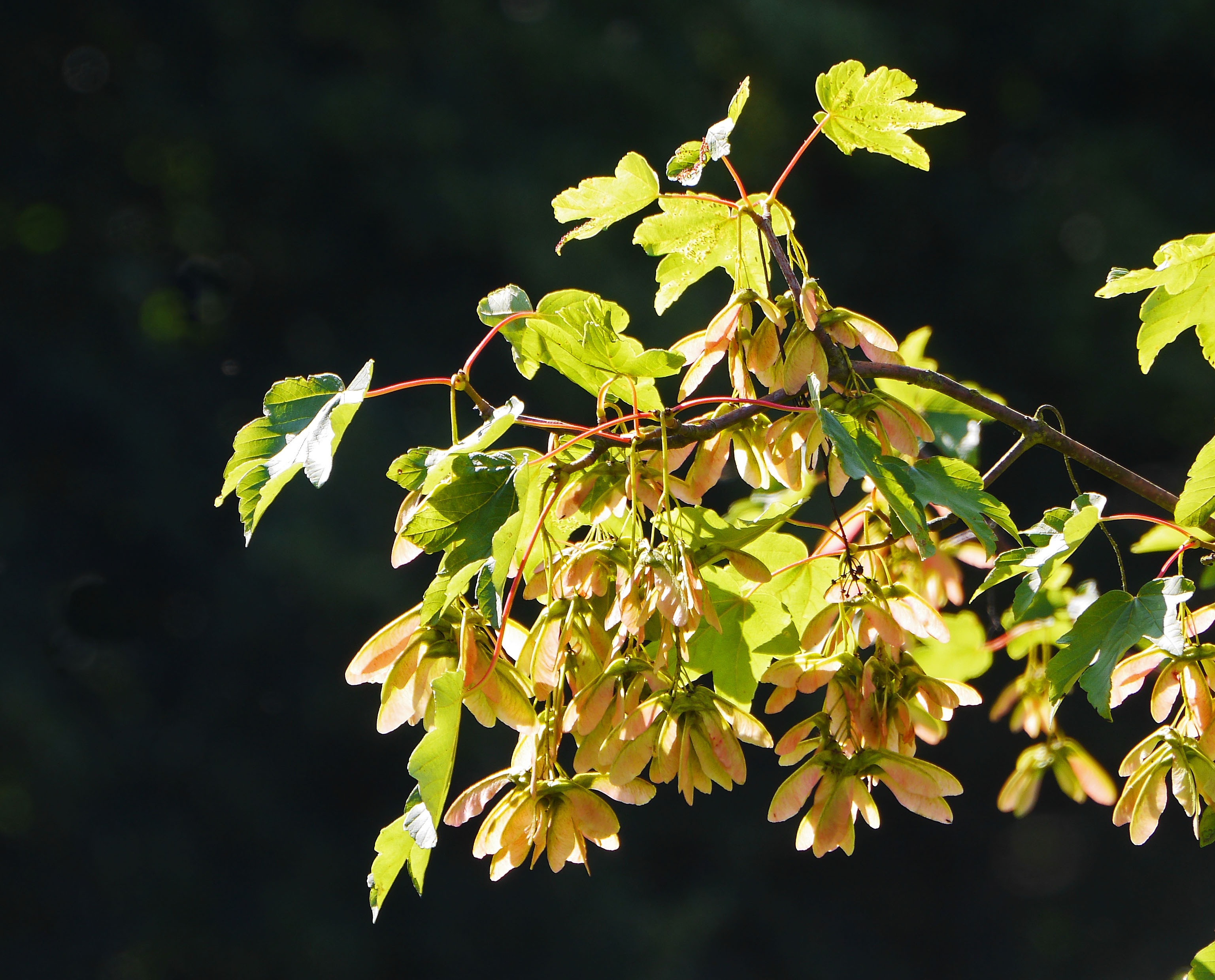 Maple Leaves Seed Capsules free image download