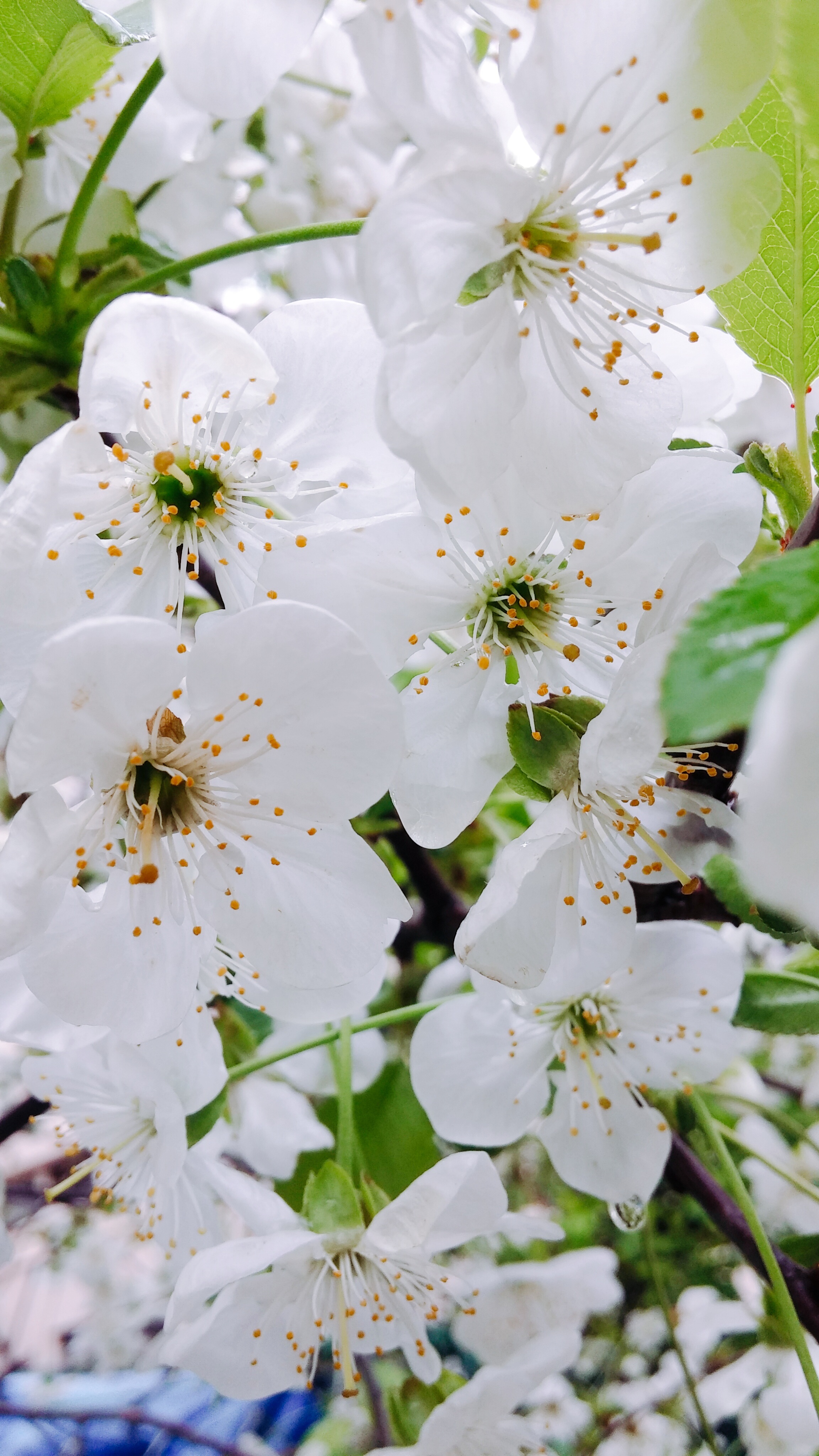 White flowers on a tree in bloom free image download
