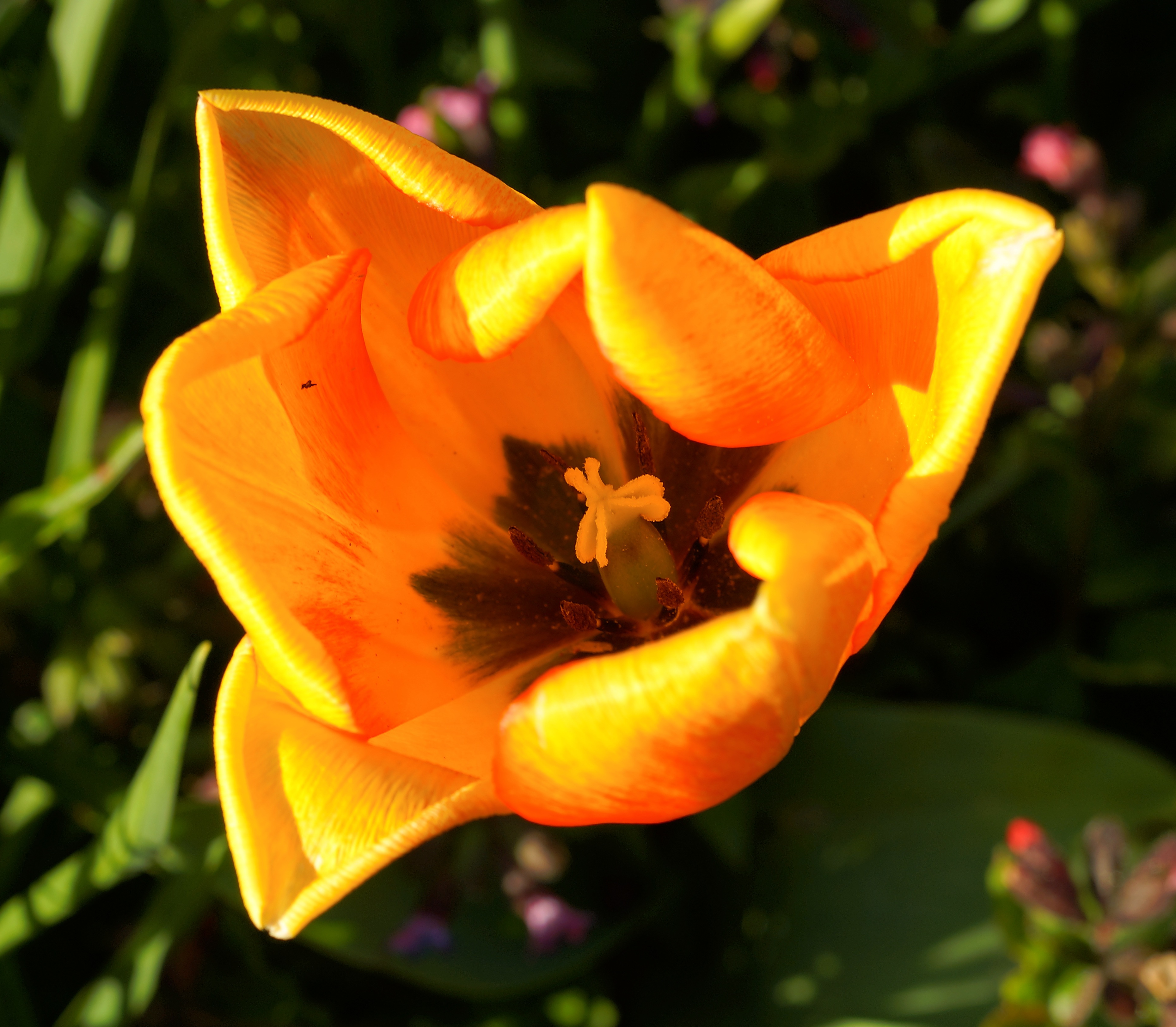Tulip Blossom Bloom free image download