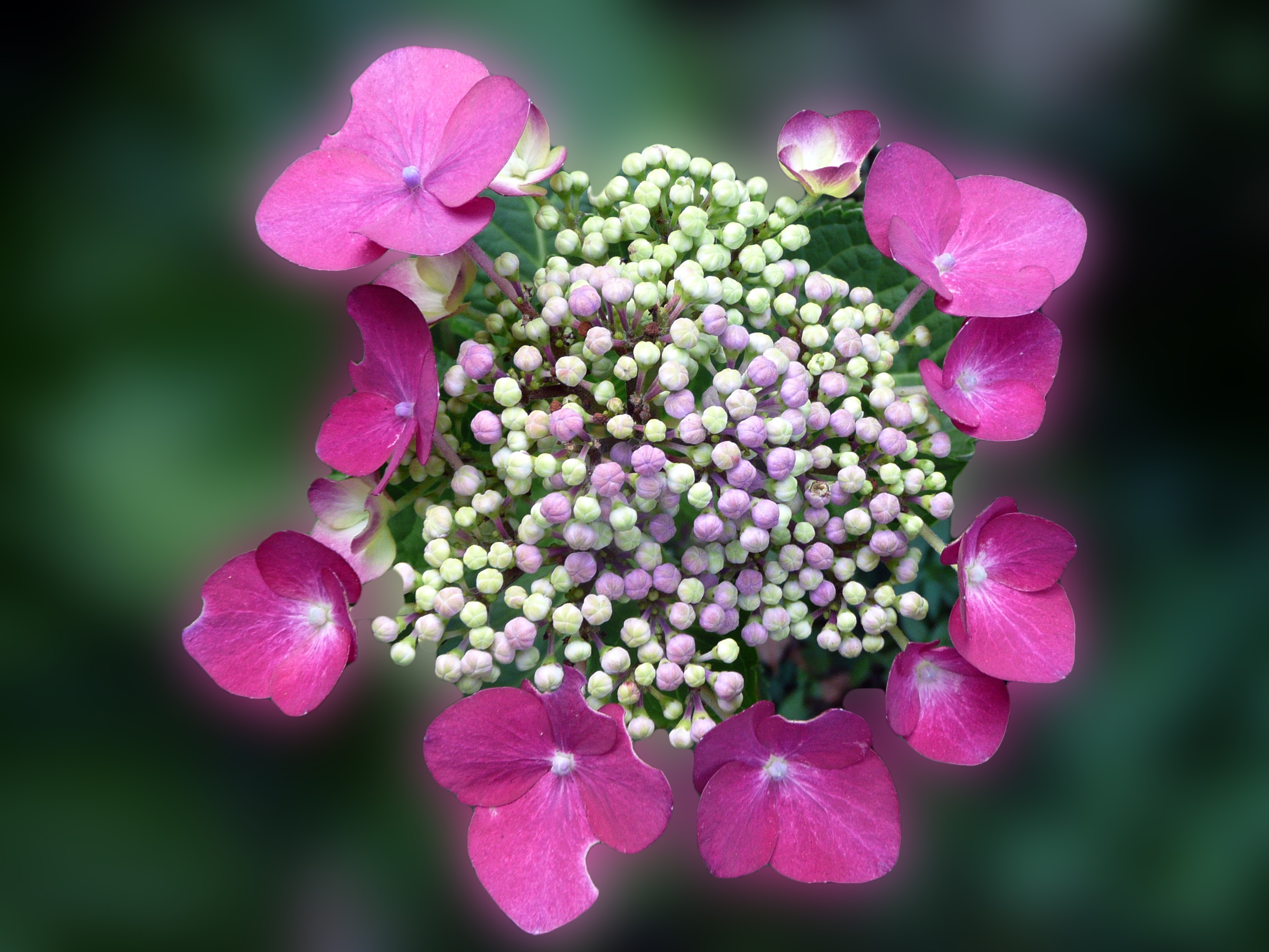 Hydrangea Blossom Bloom free image download