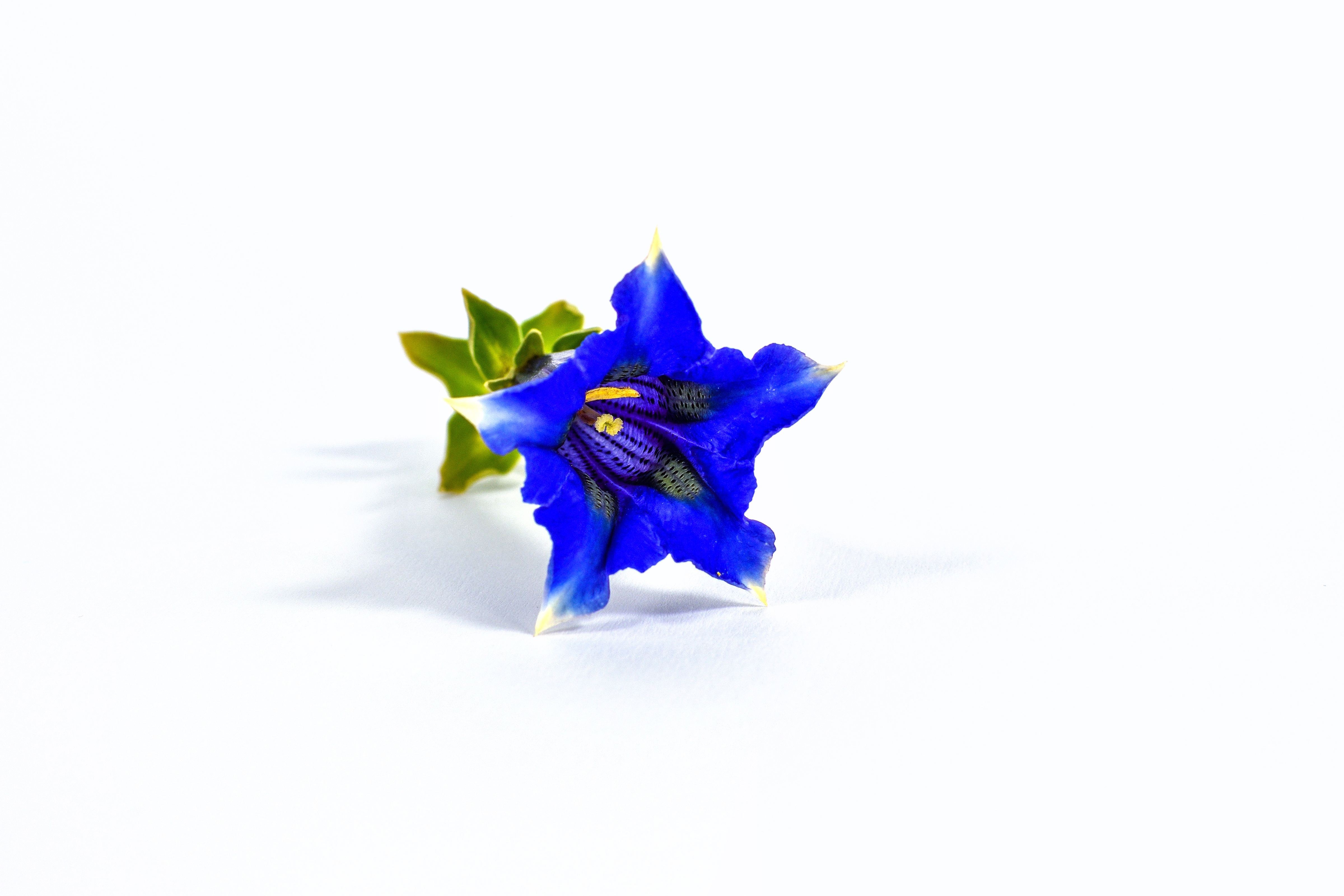 Gentian Blue White free image download