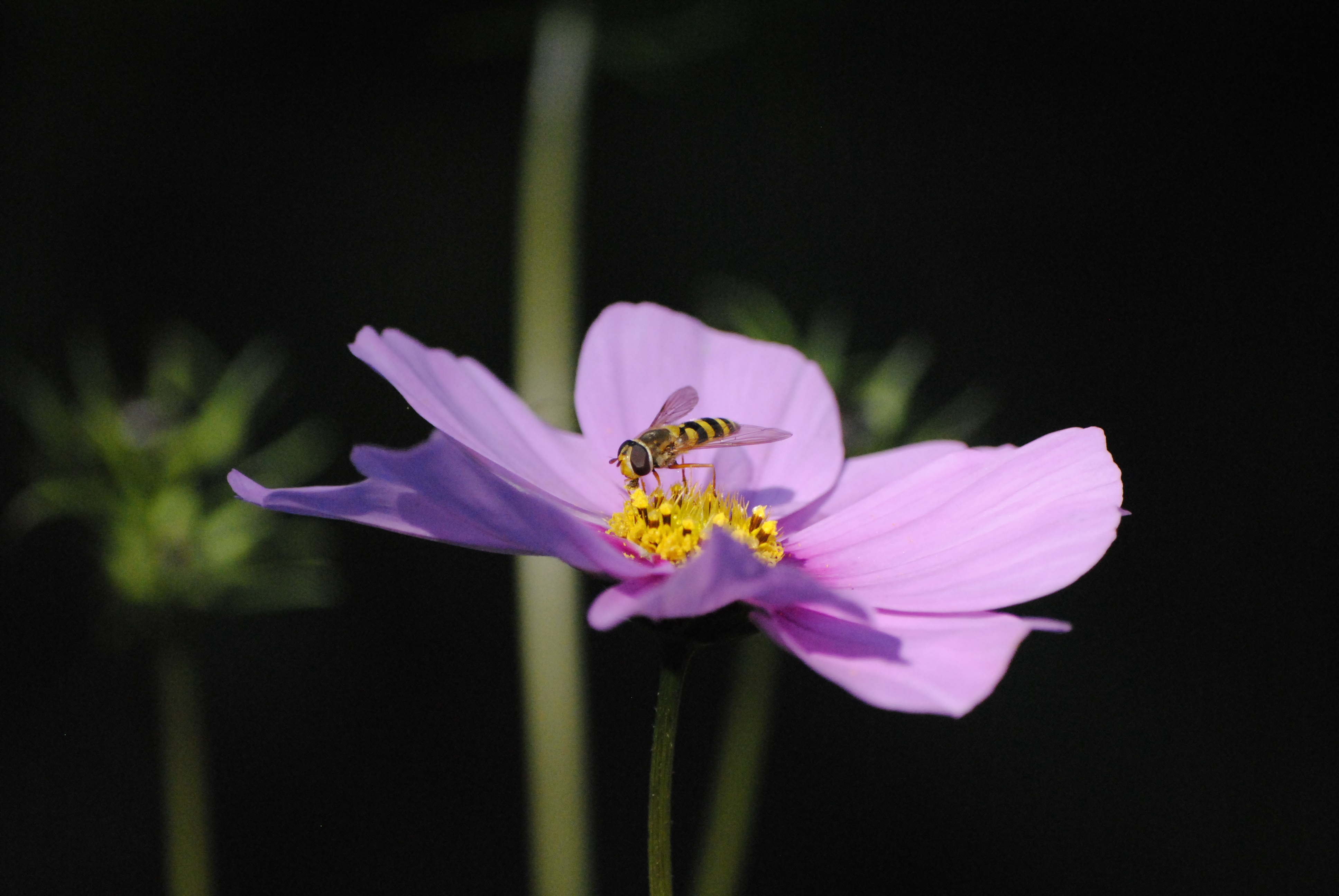 Flower Bee free image download