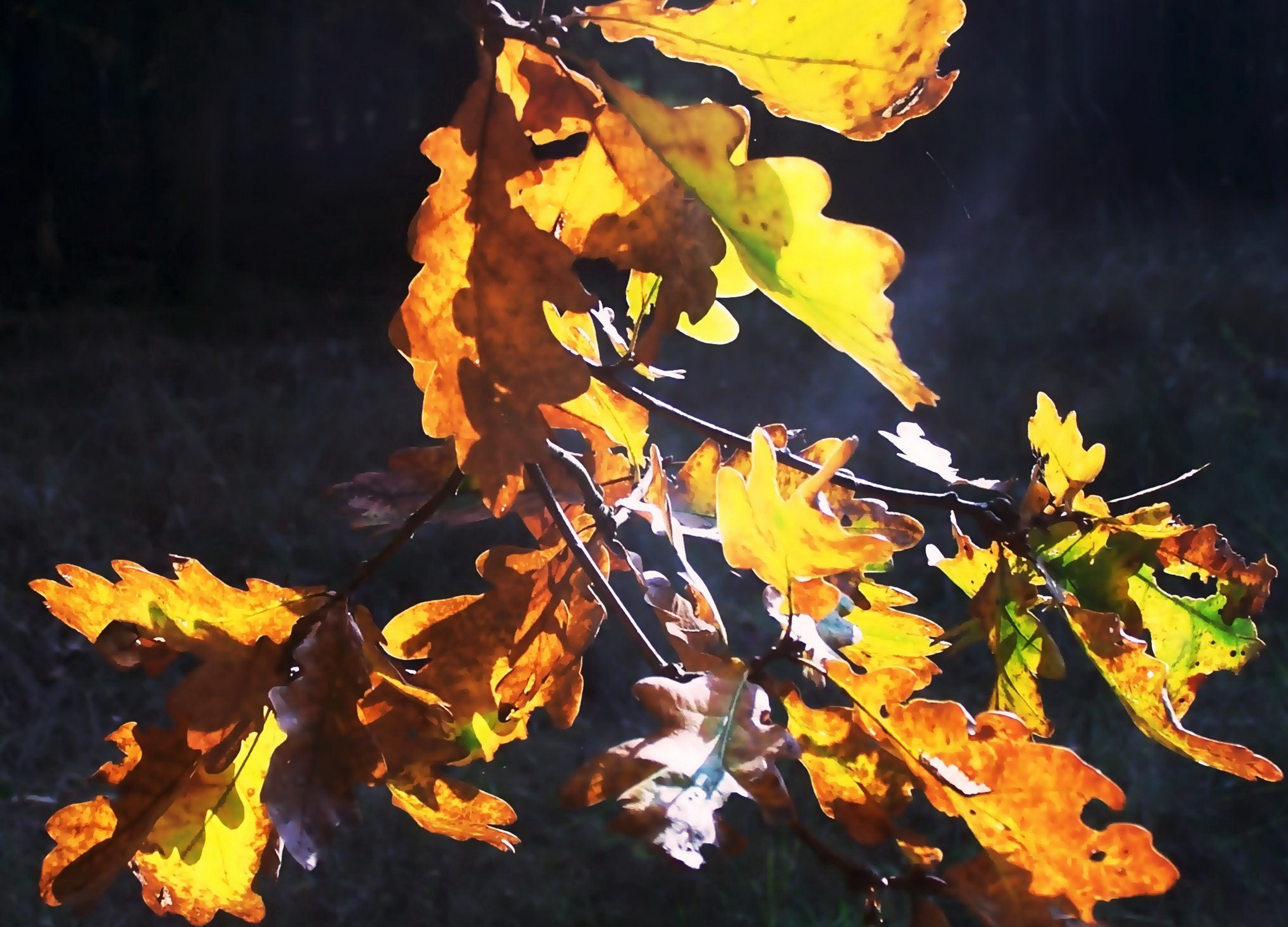 Fall Foliage Backlighting Mark free image download