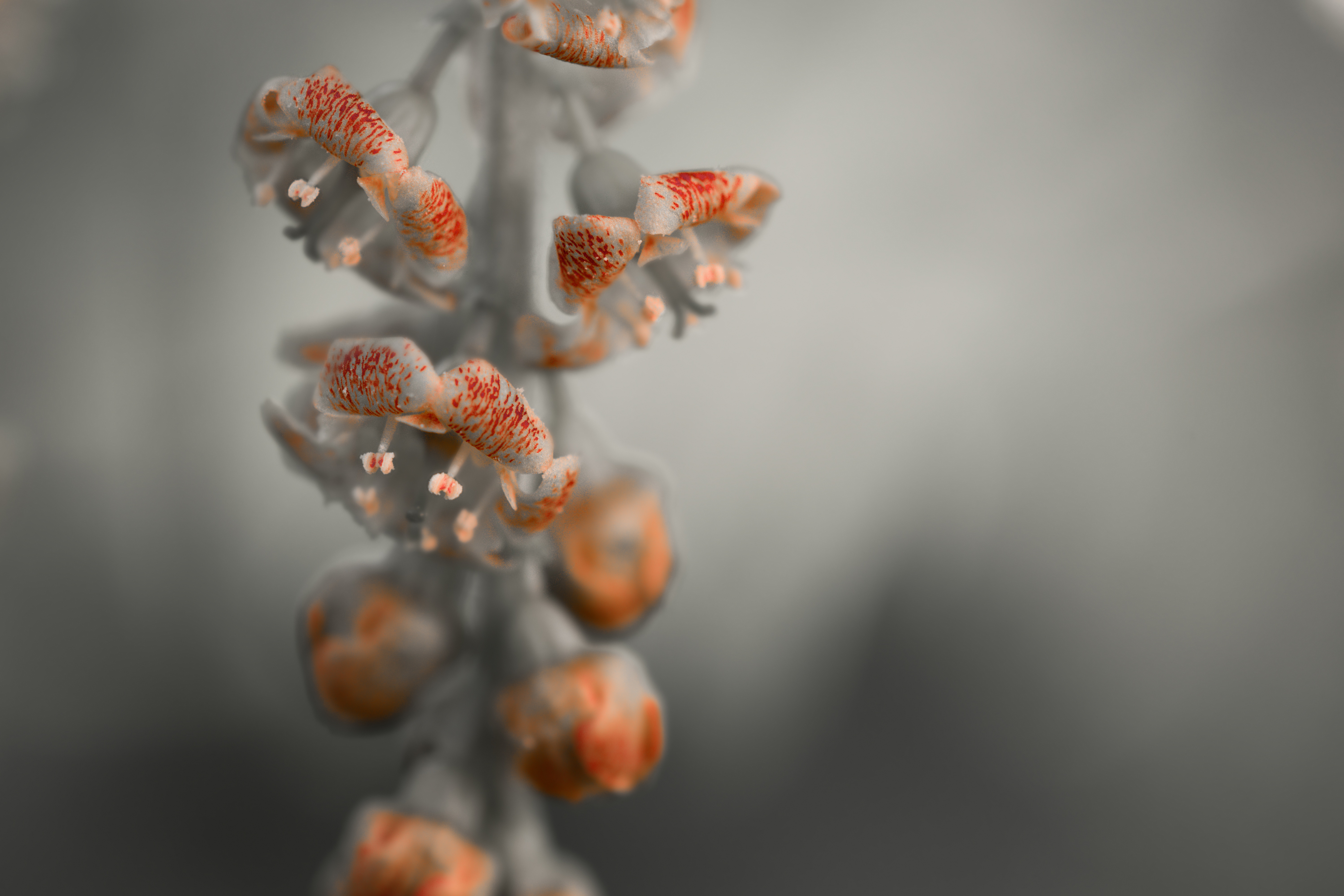 Flower Currant plants free image download