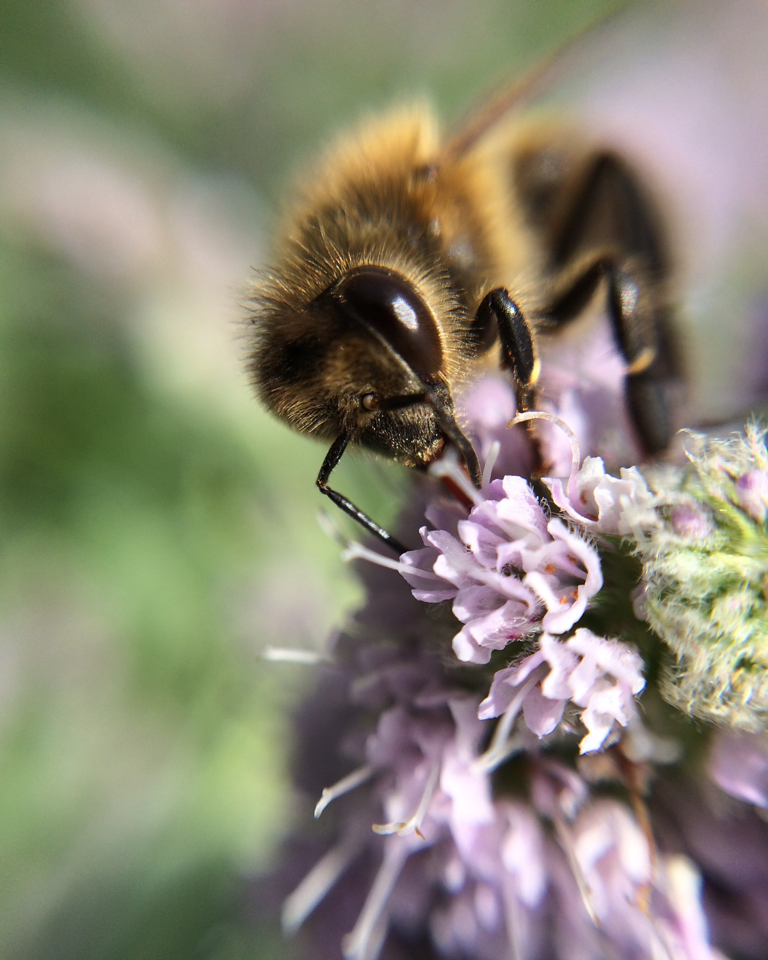 Bee Flower Purple macro blur free image download