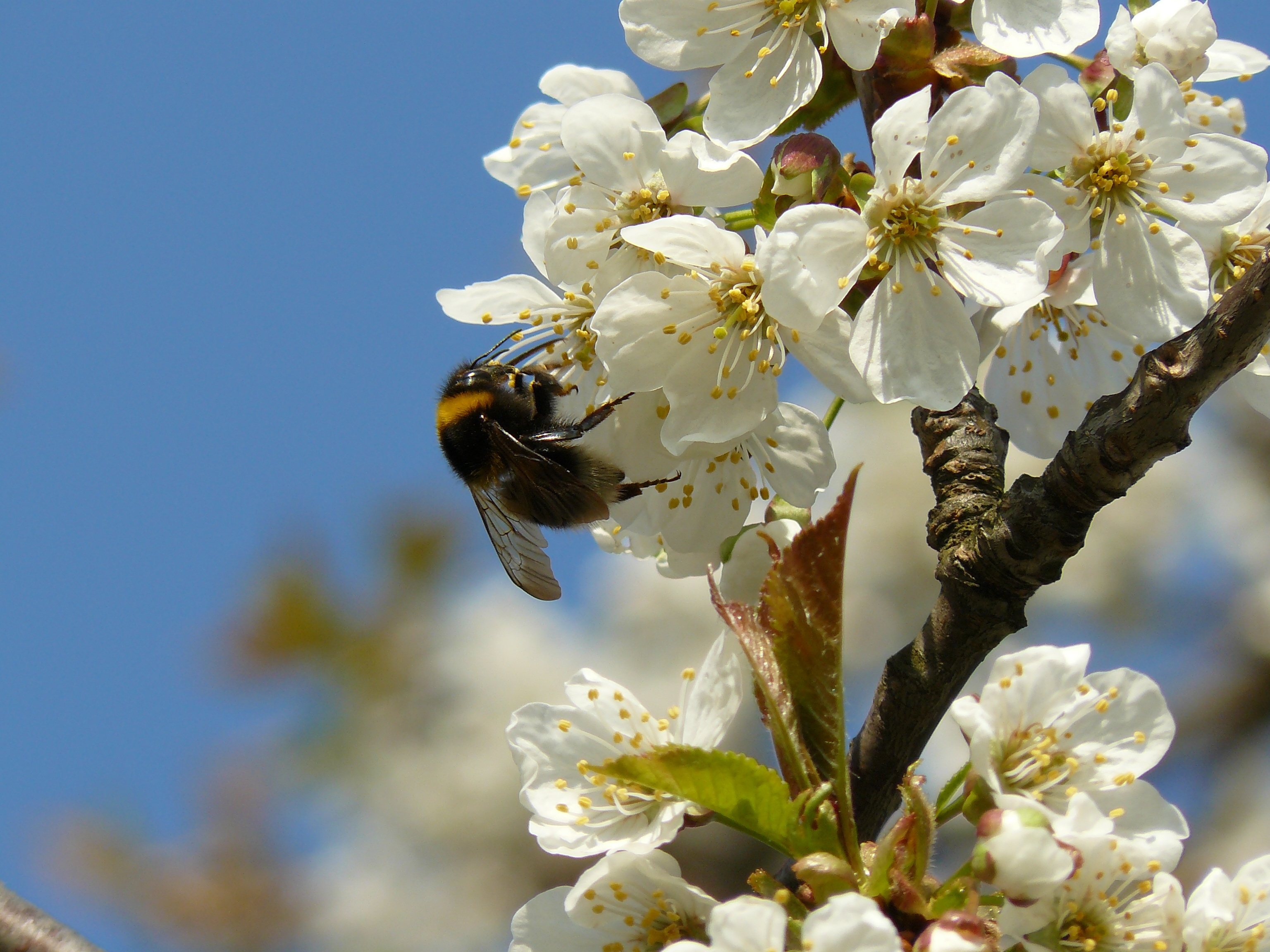 Fluffy bumblebee on a white flower free image download