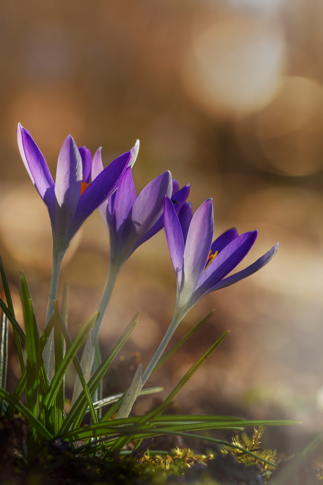 Crocus Spring Flower free image download
