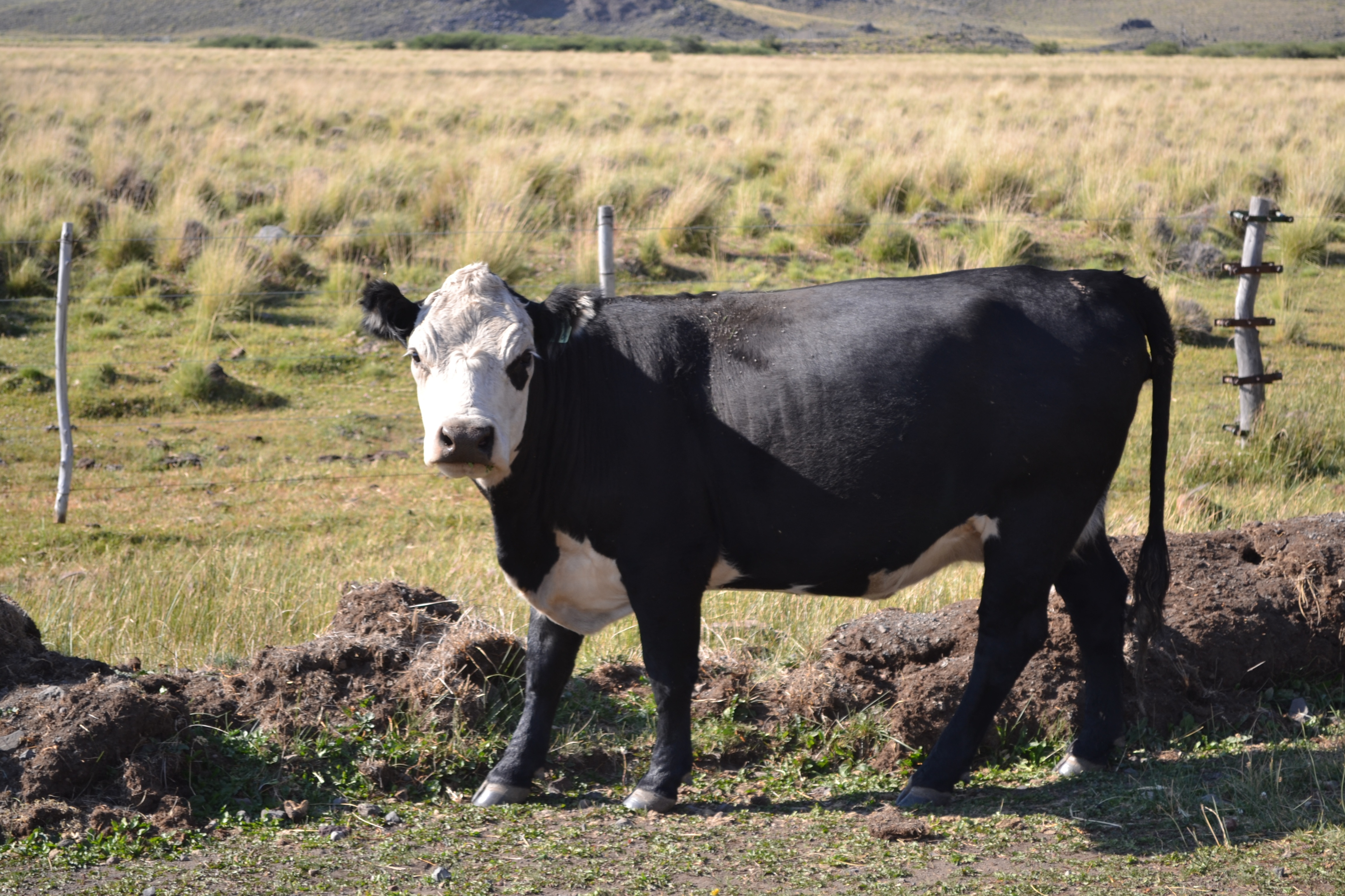 Cow Animals Field free image download