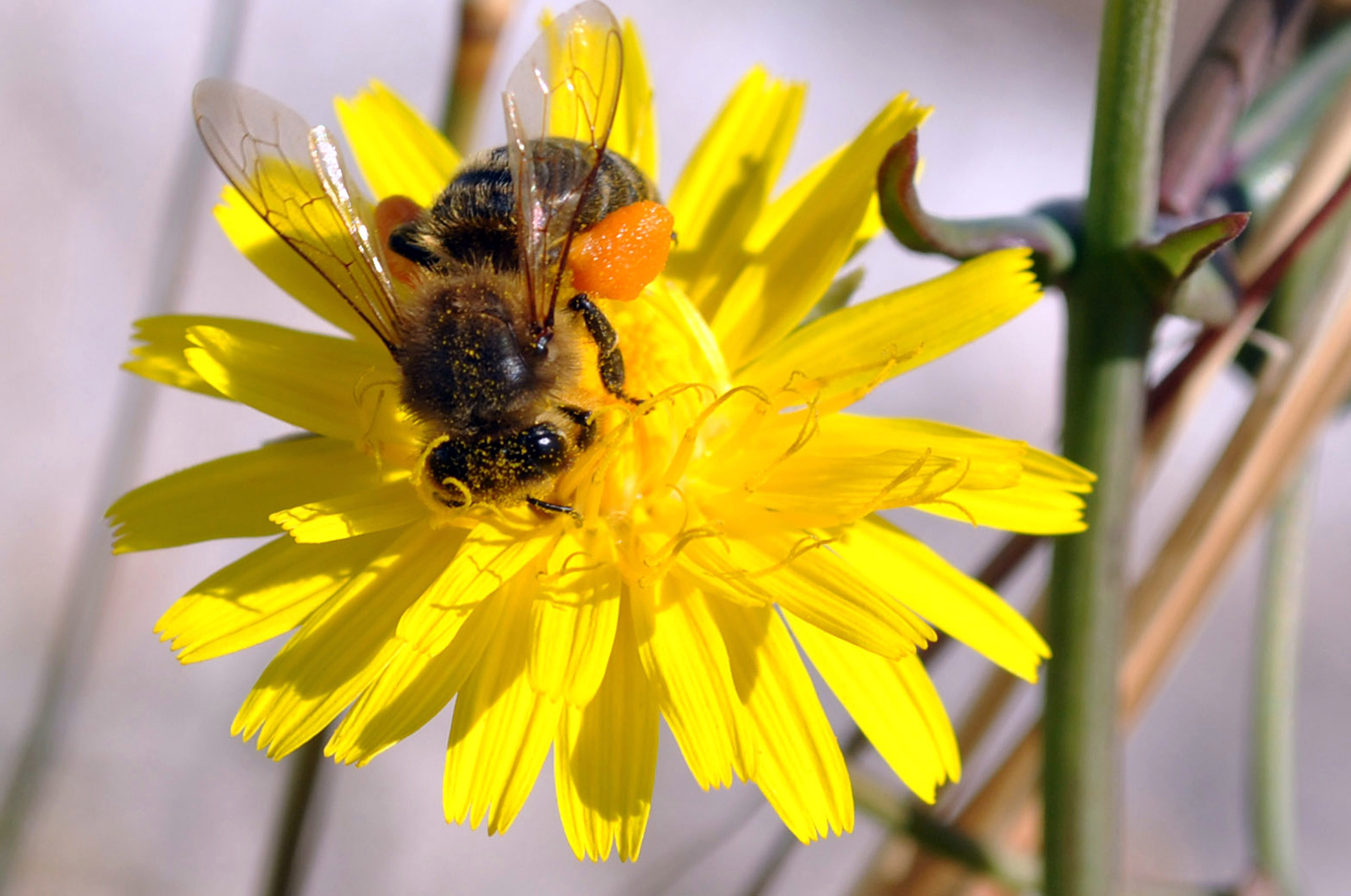 Bee Pollen yellow Flower free image download