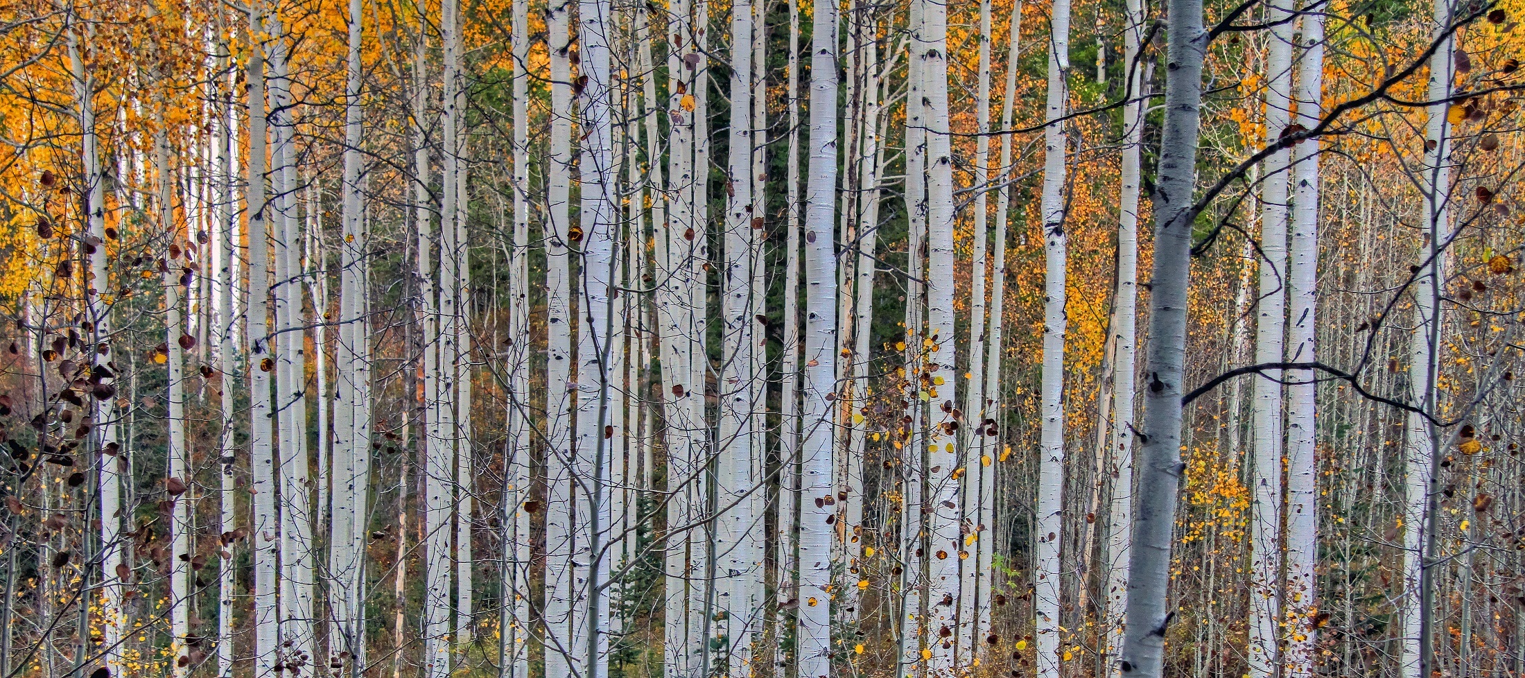 Aspen Forest Trees free image download