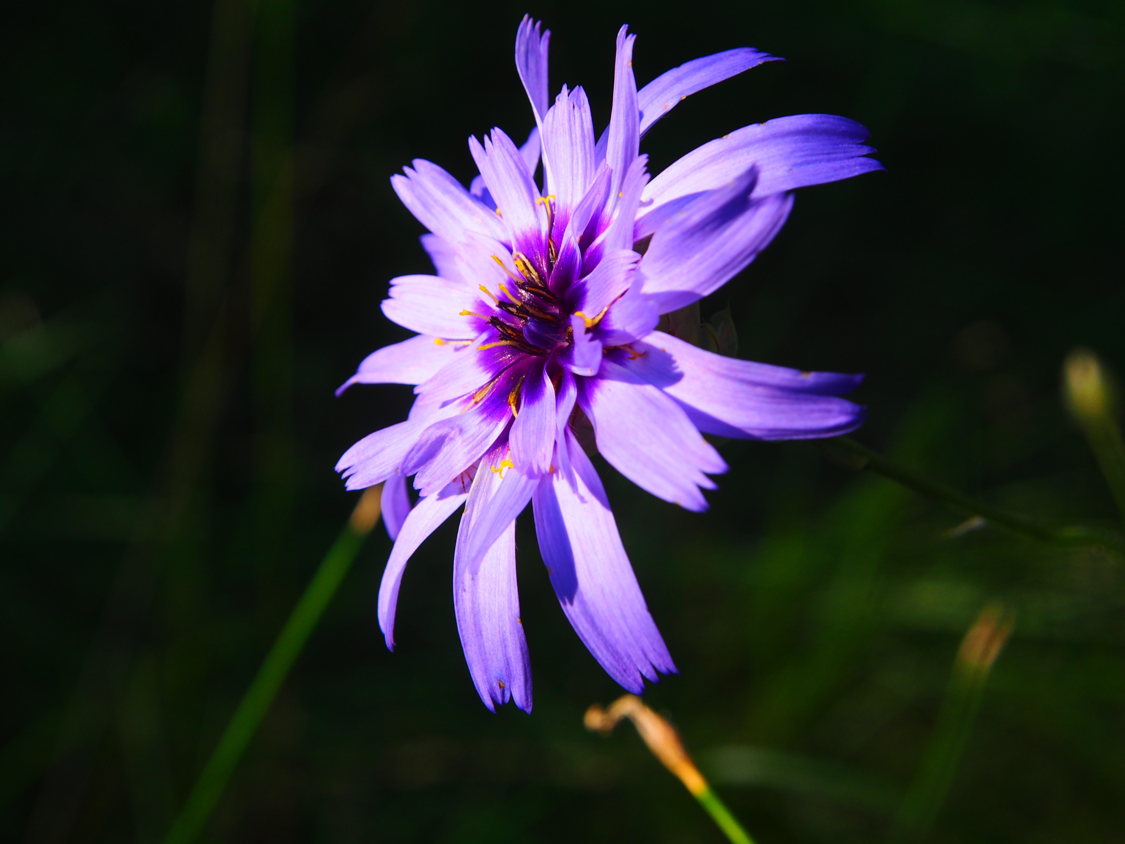 Flower Purple free image download