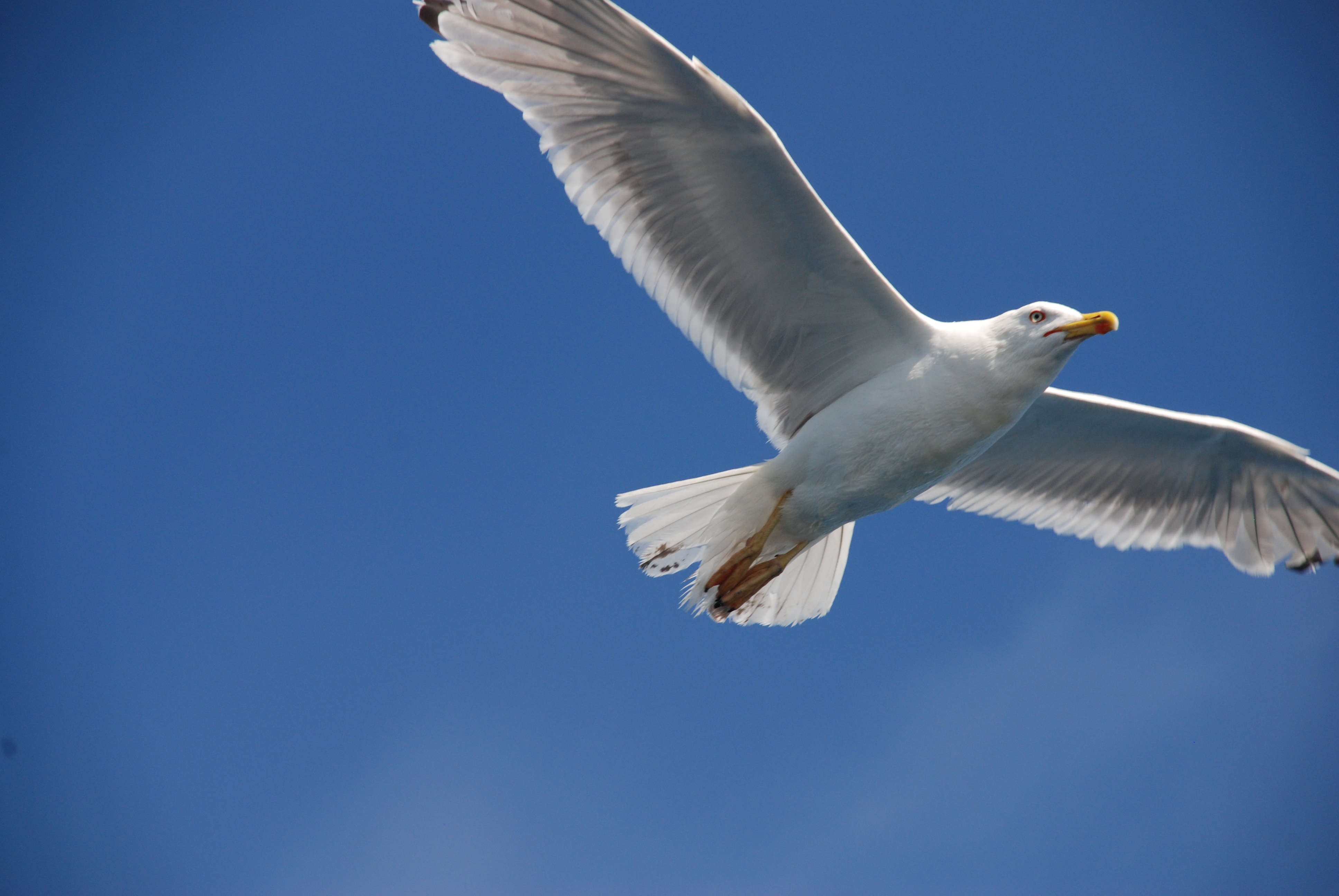 Seagull Bird Coast free image download