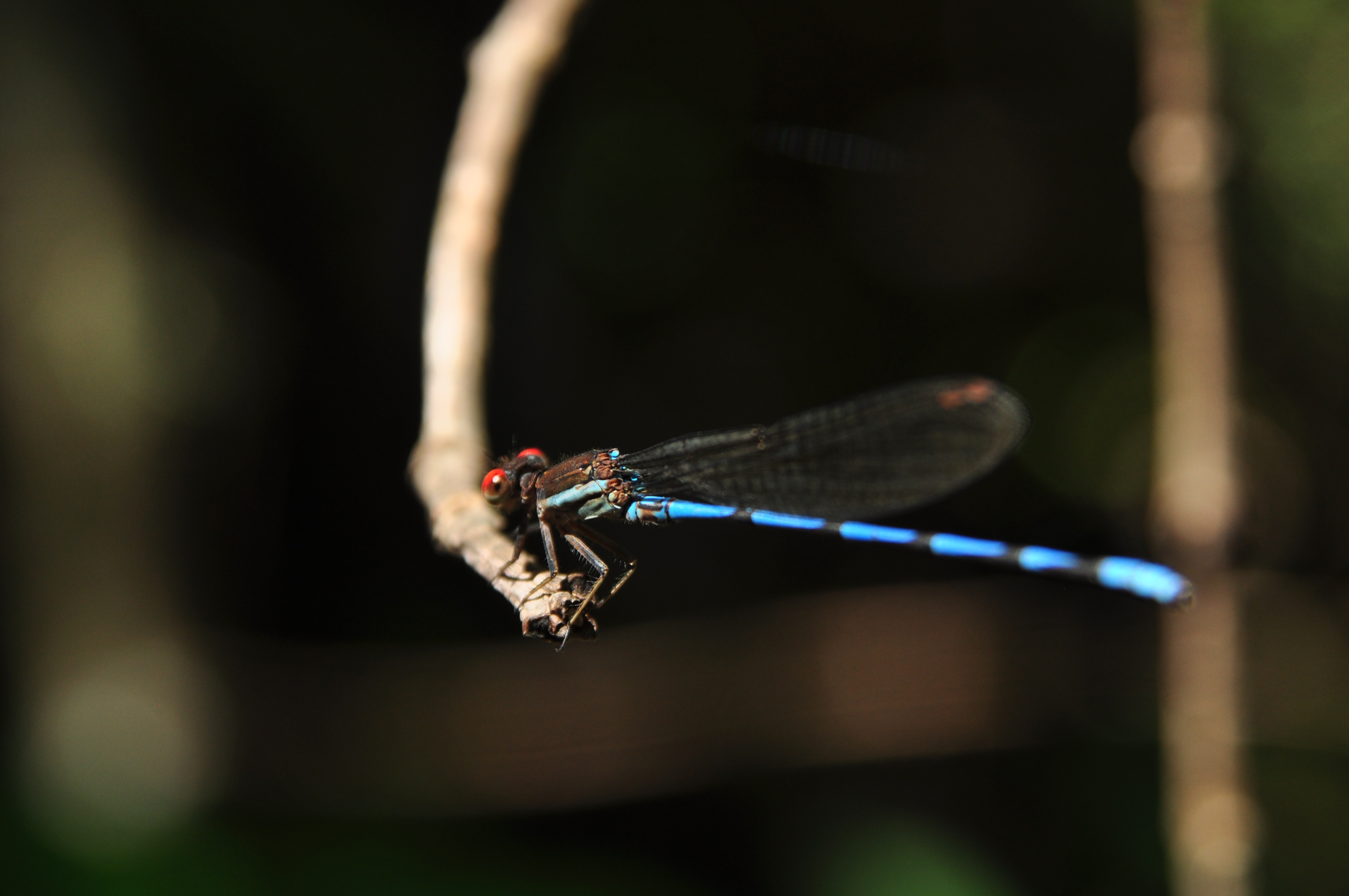 Nature Insects Macro free image download