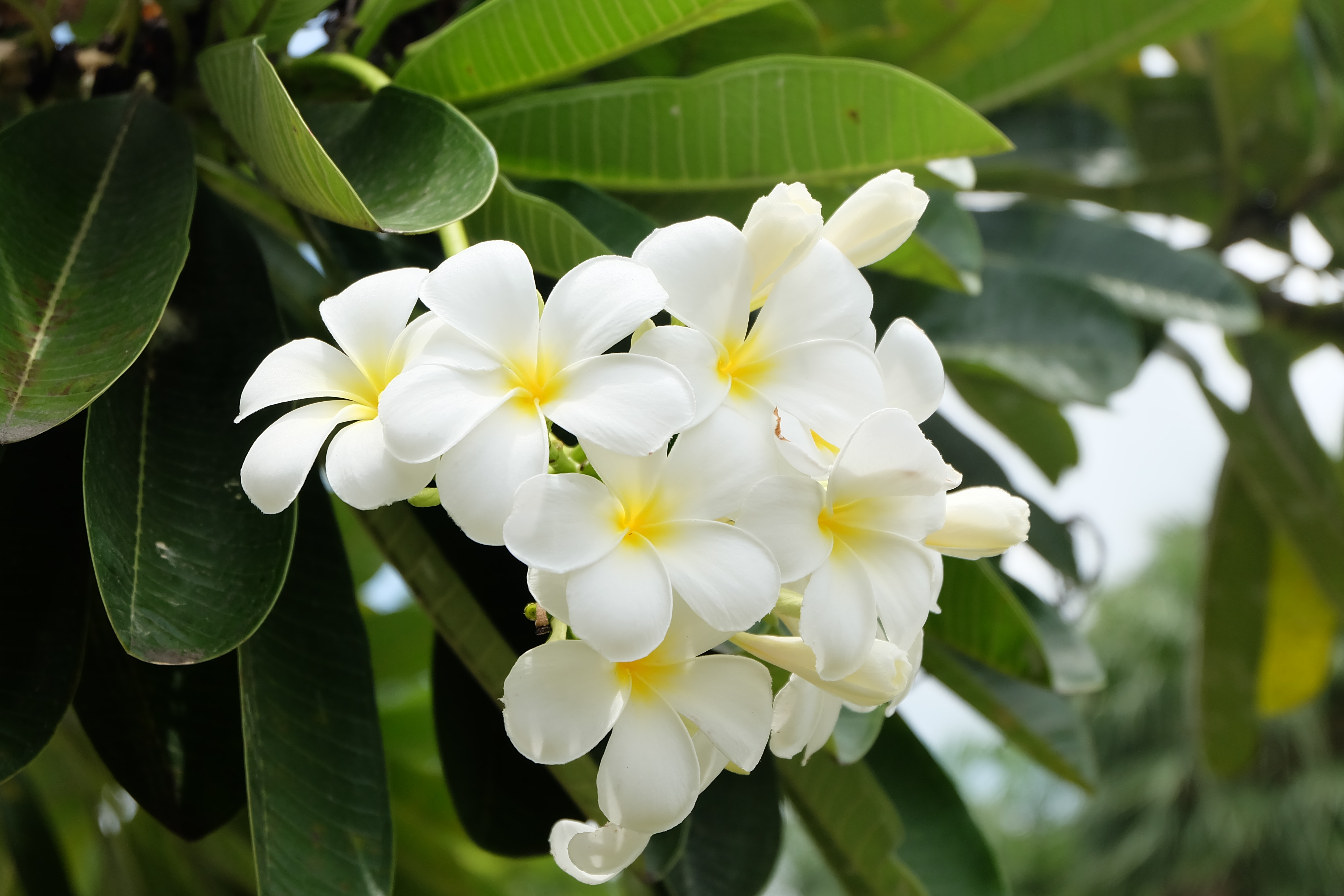 Flower Tree Bloom free image download