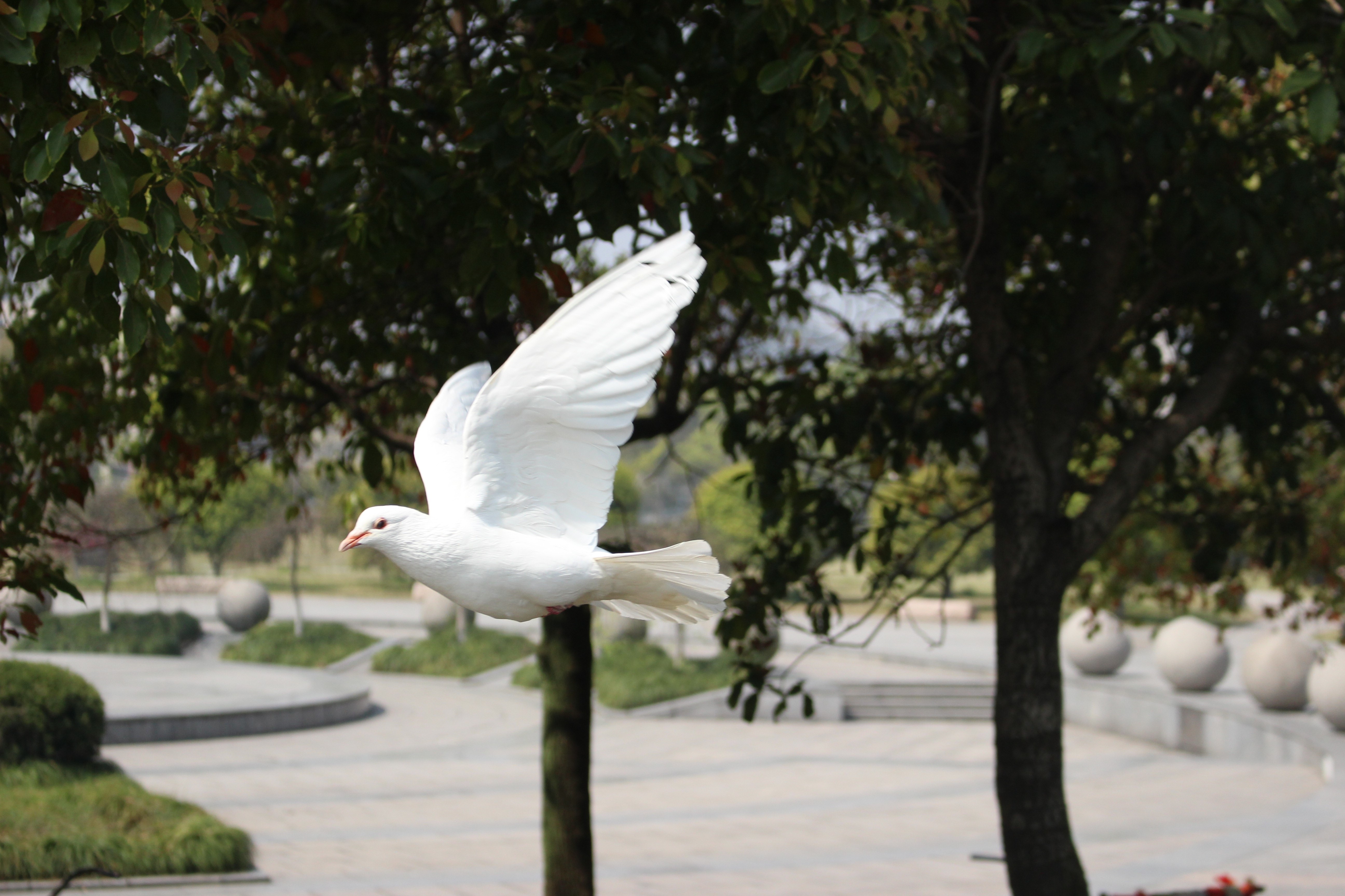 Pigeon Autumn free image download