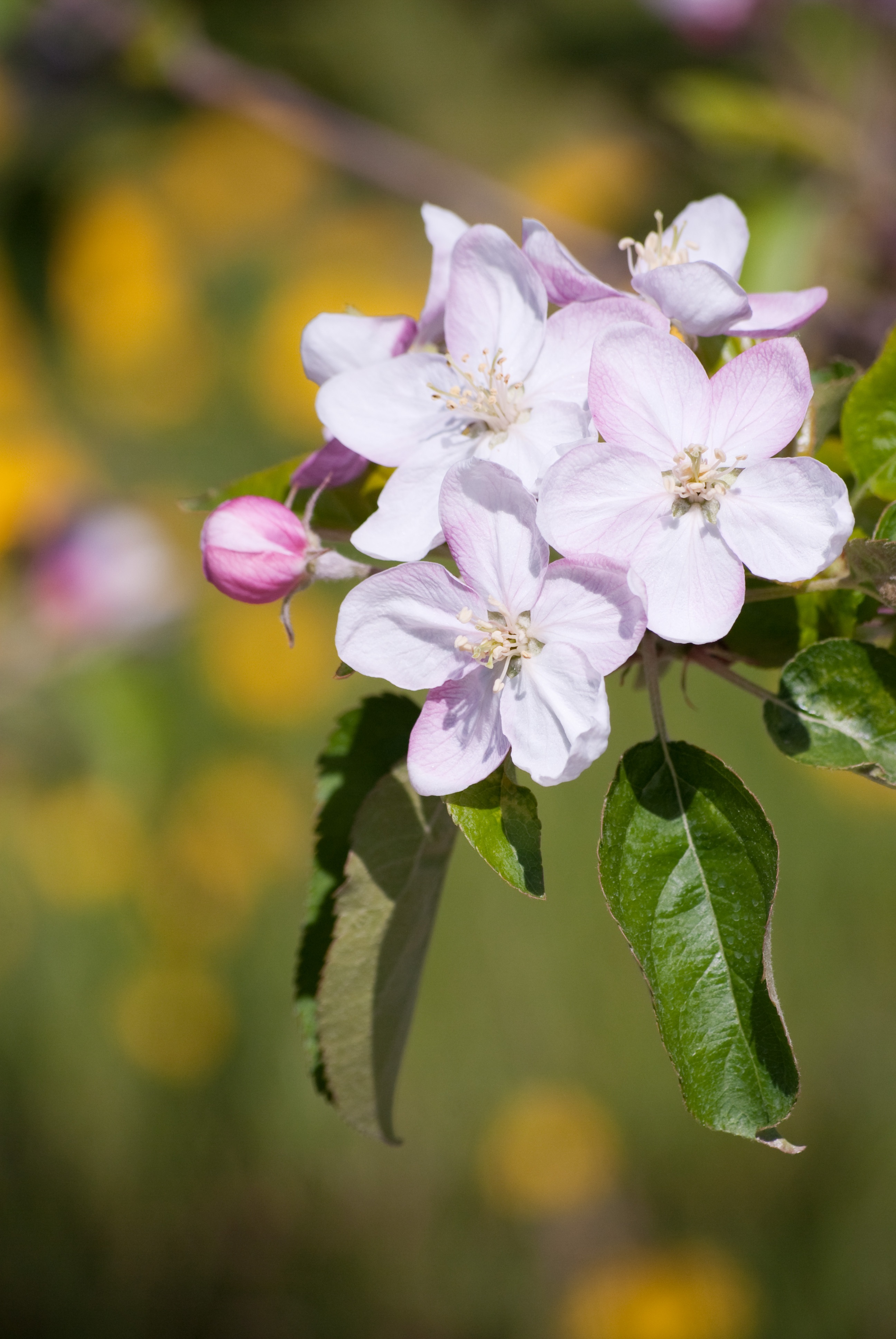 Flowers Apple Tree In Flower free image download