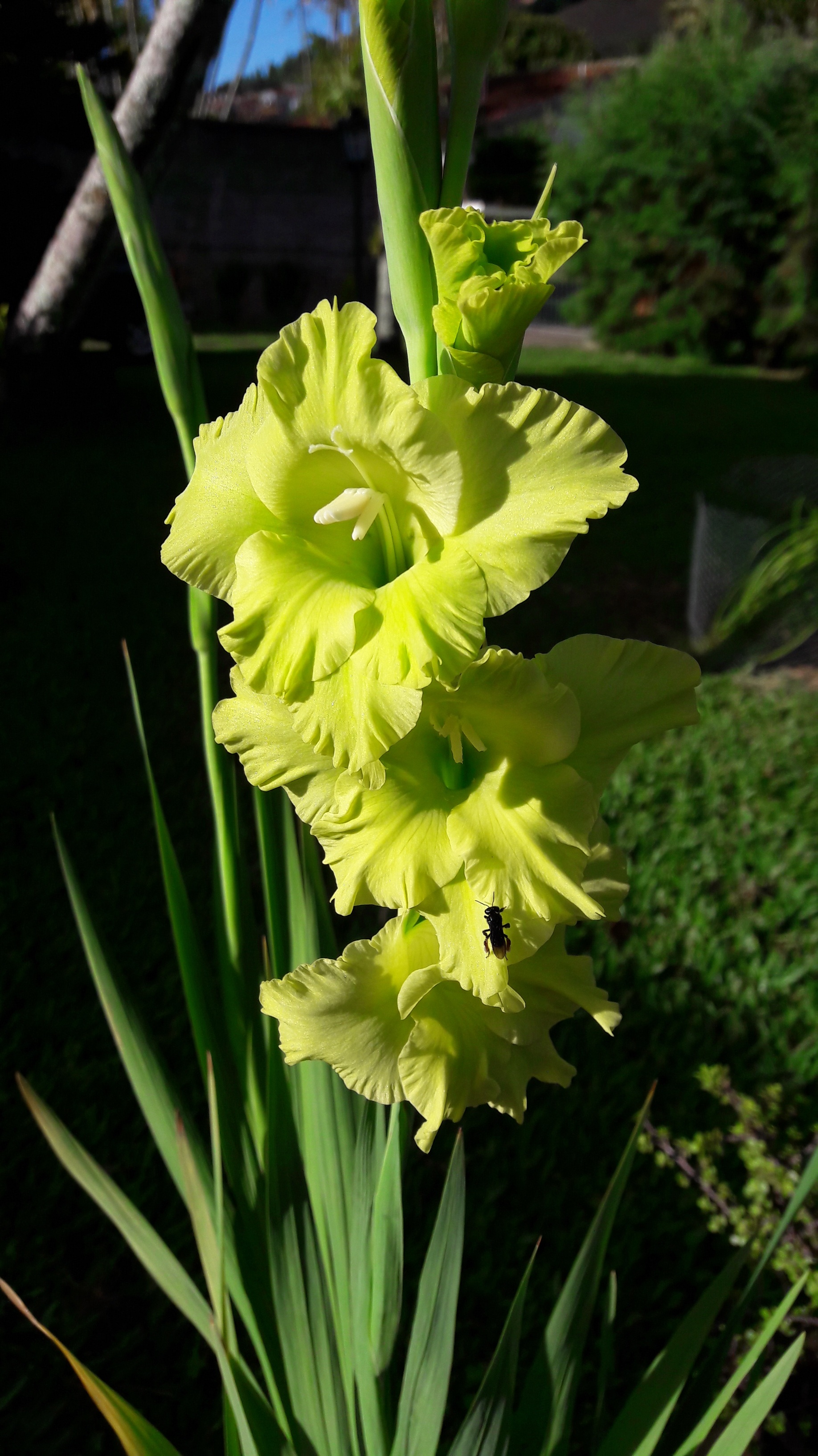 Flower Gladioli Green free image download