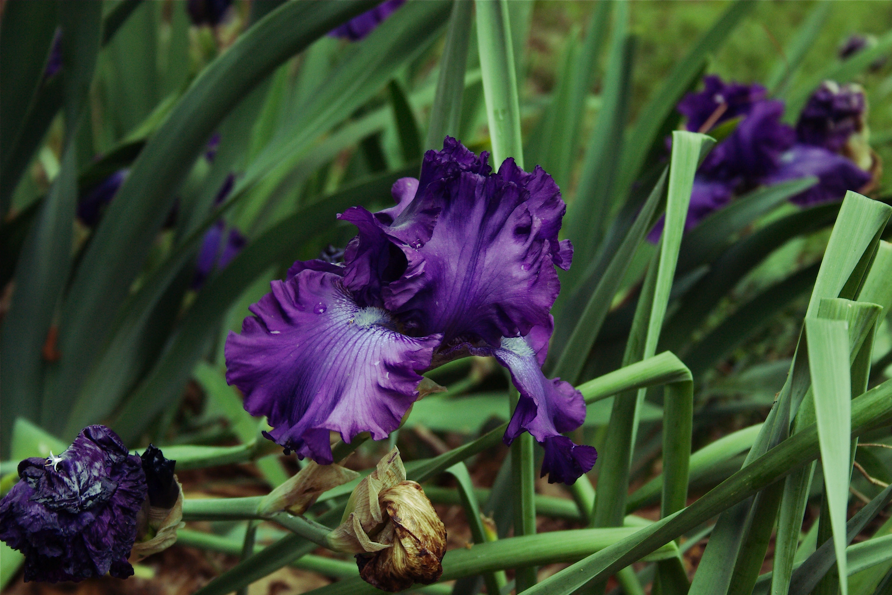 Bearded Iris Bloom free image download