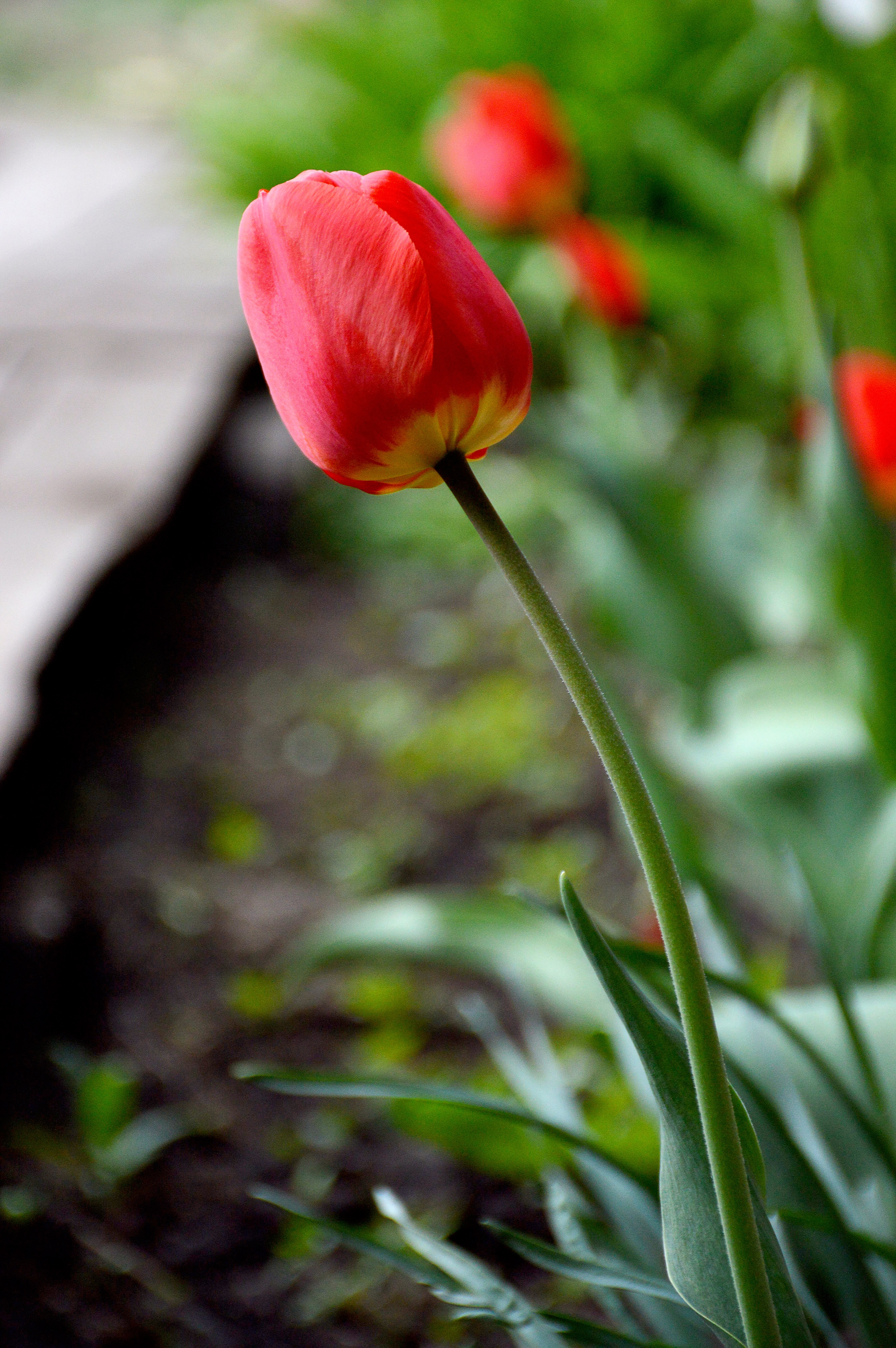 May Spring Tulip flower free image download