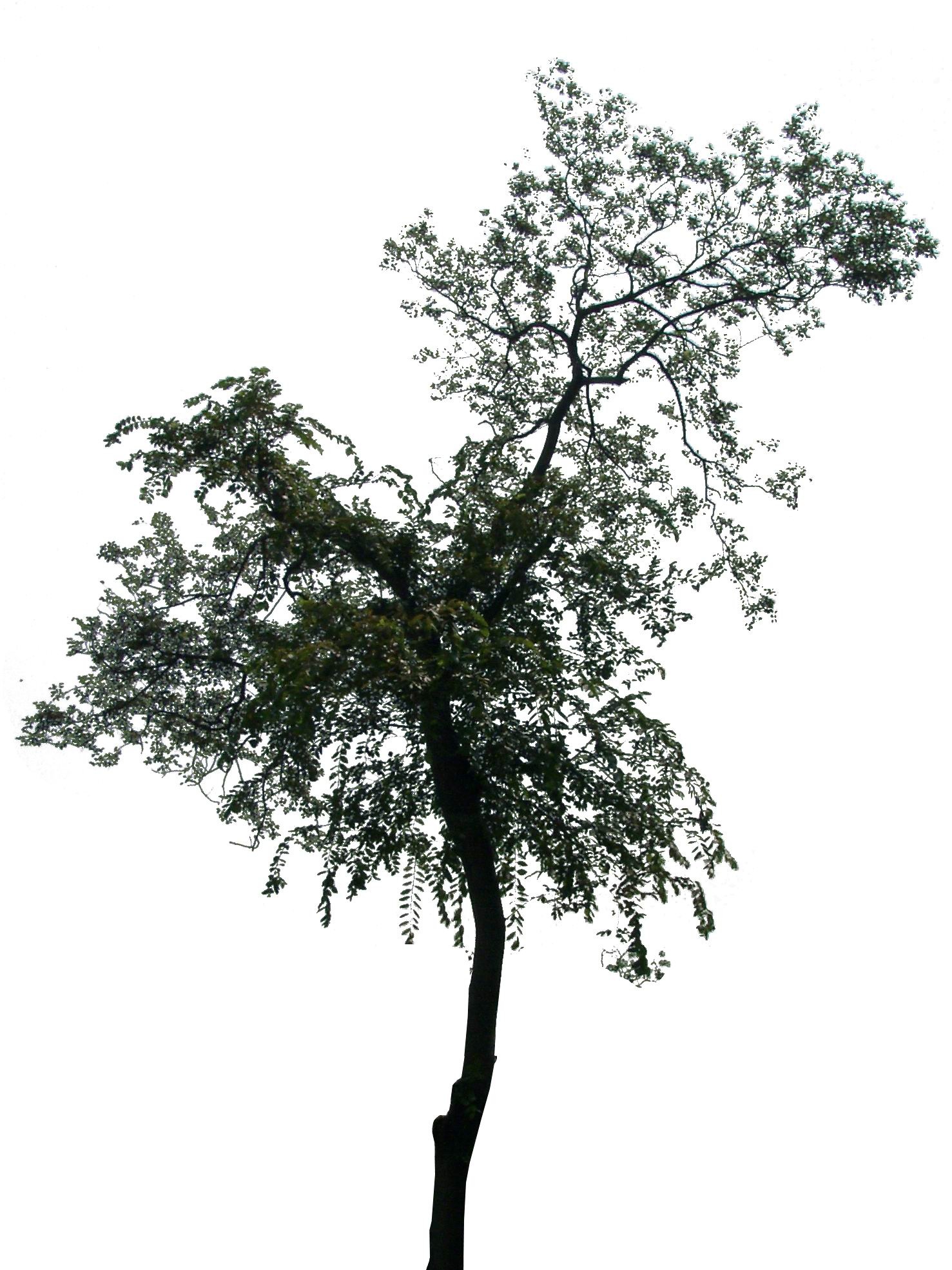 Tree silhouette pattern free image download