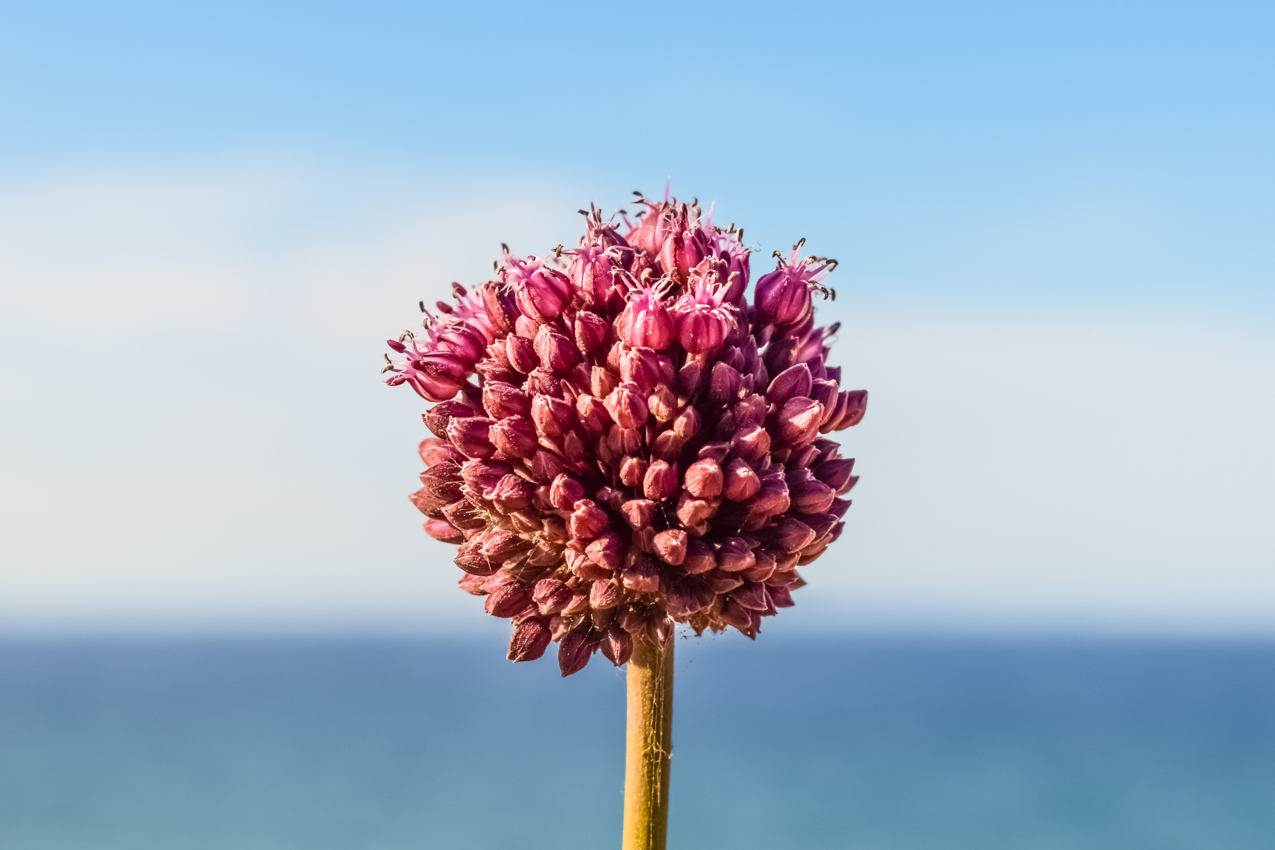 Allium Wildflower Spring free image download