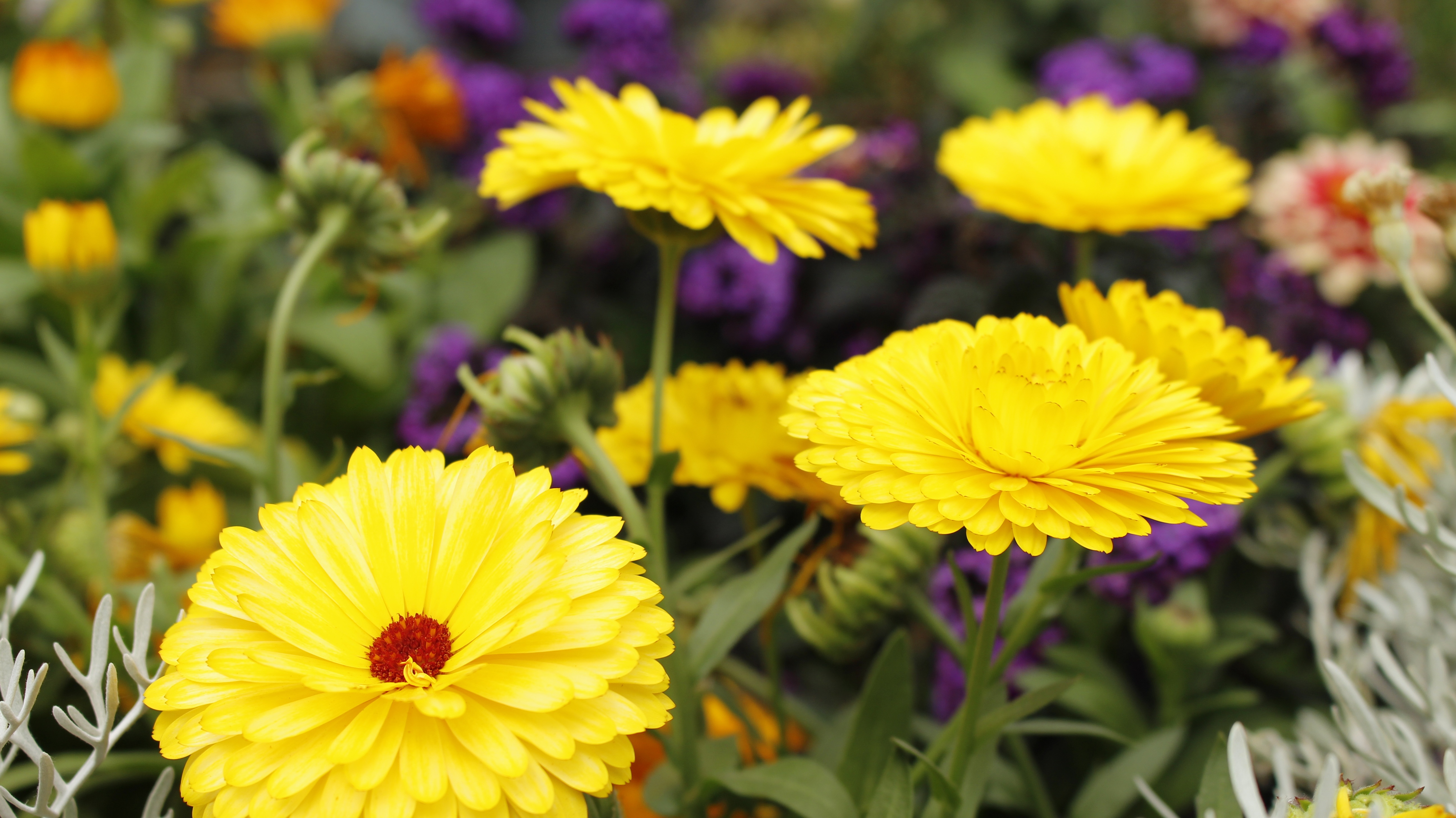 Flowers Color free image download