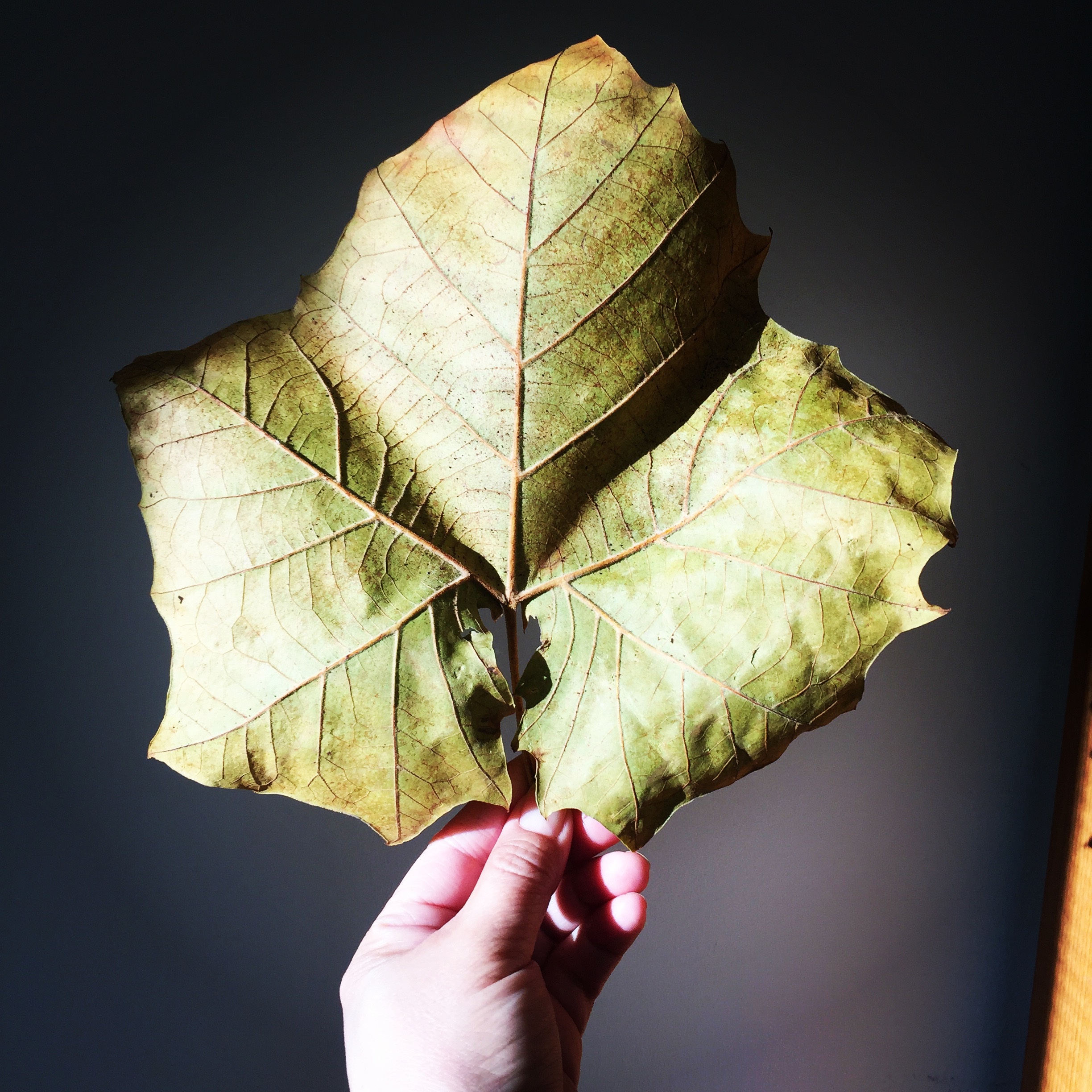 Leaf Maple Fall Autumn free image download