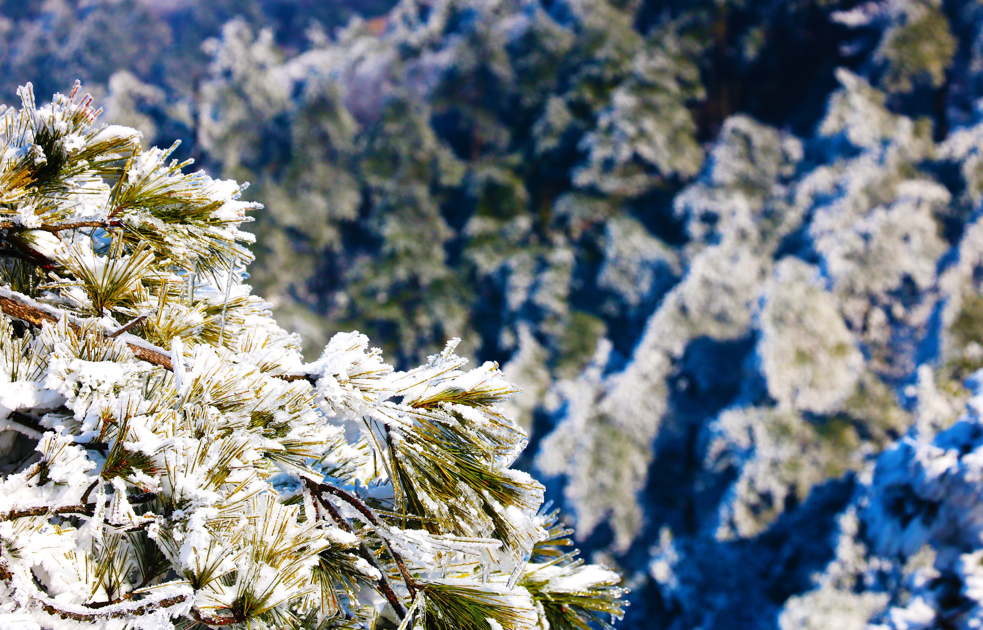 Frozen needles with snow on a blue background free image download
