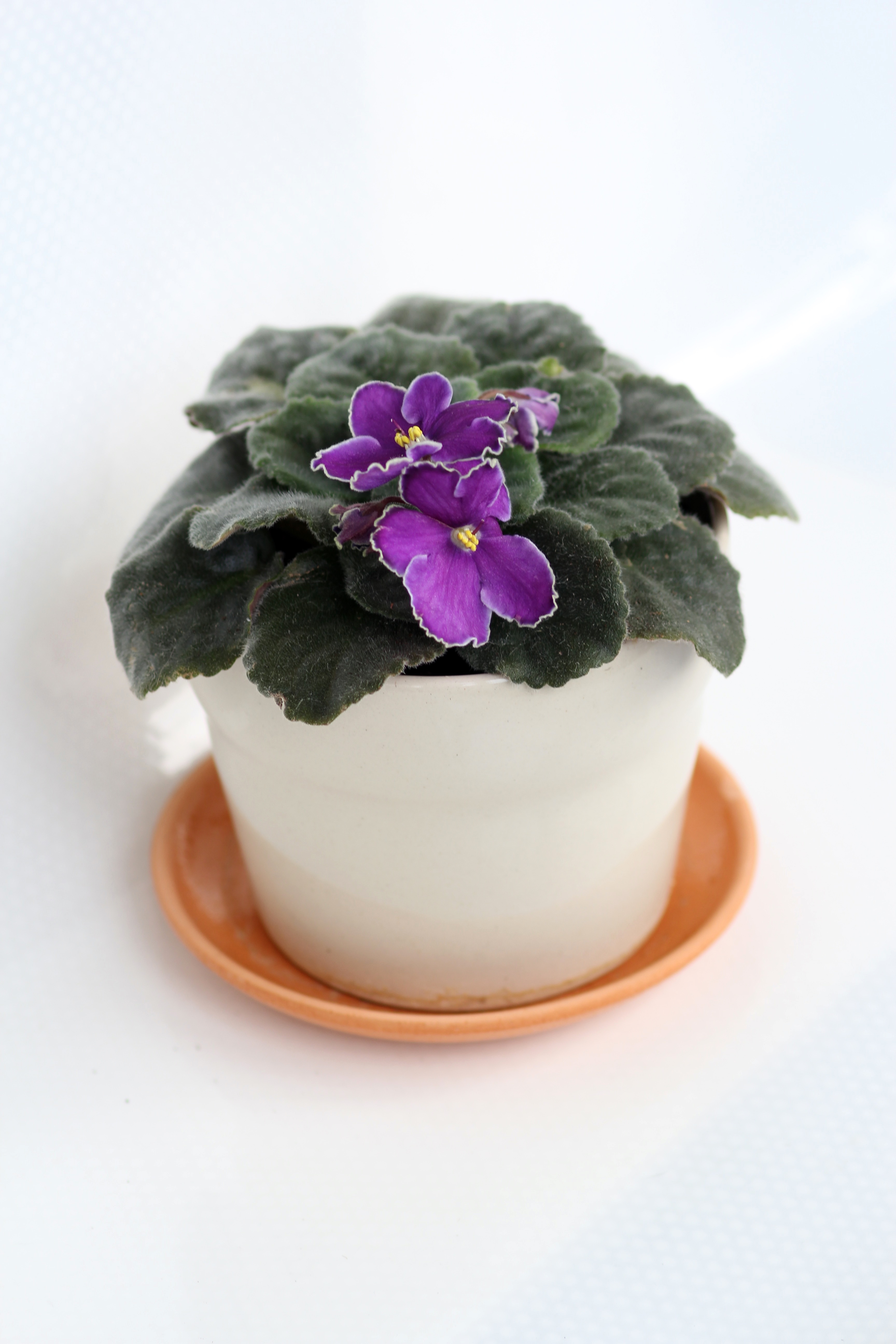 Violet In A Pot Indoor Plant free image download