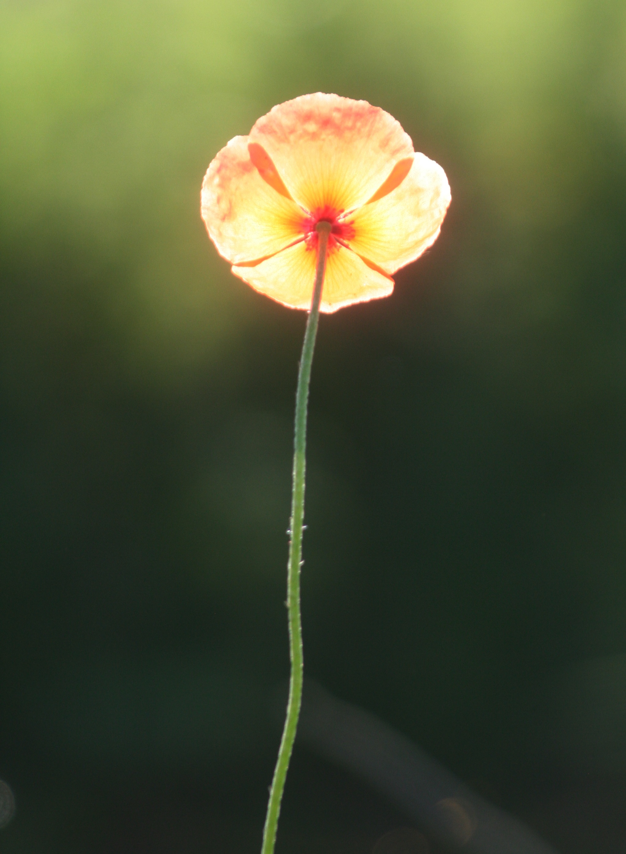 Flower Rod Poppies at sun light free image download