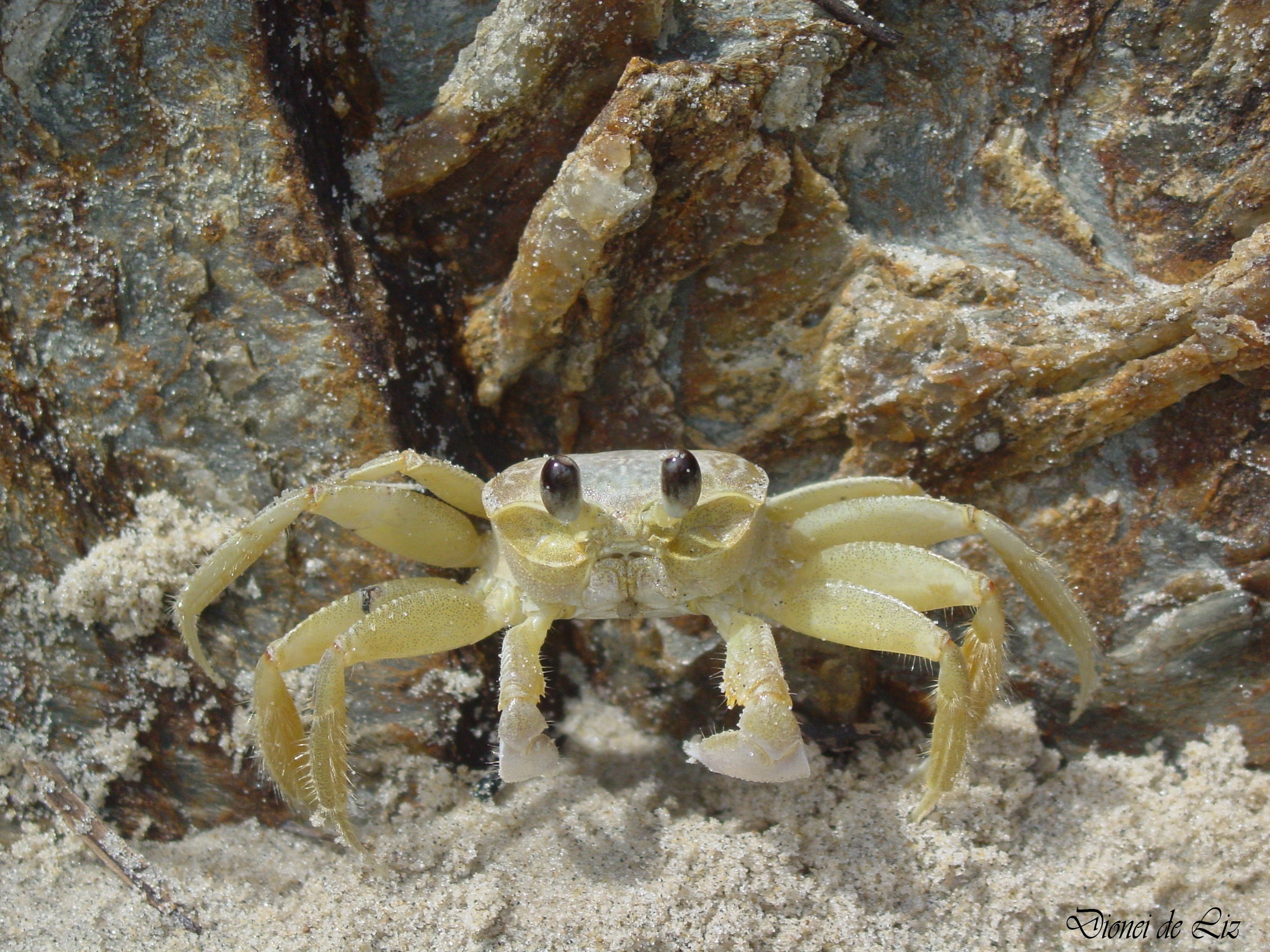 Crab Beach Sand free image download