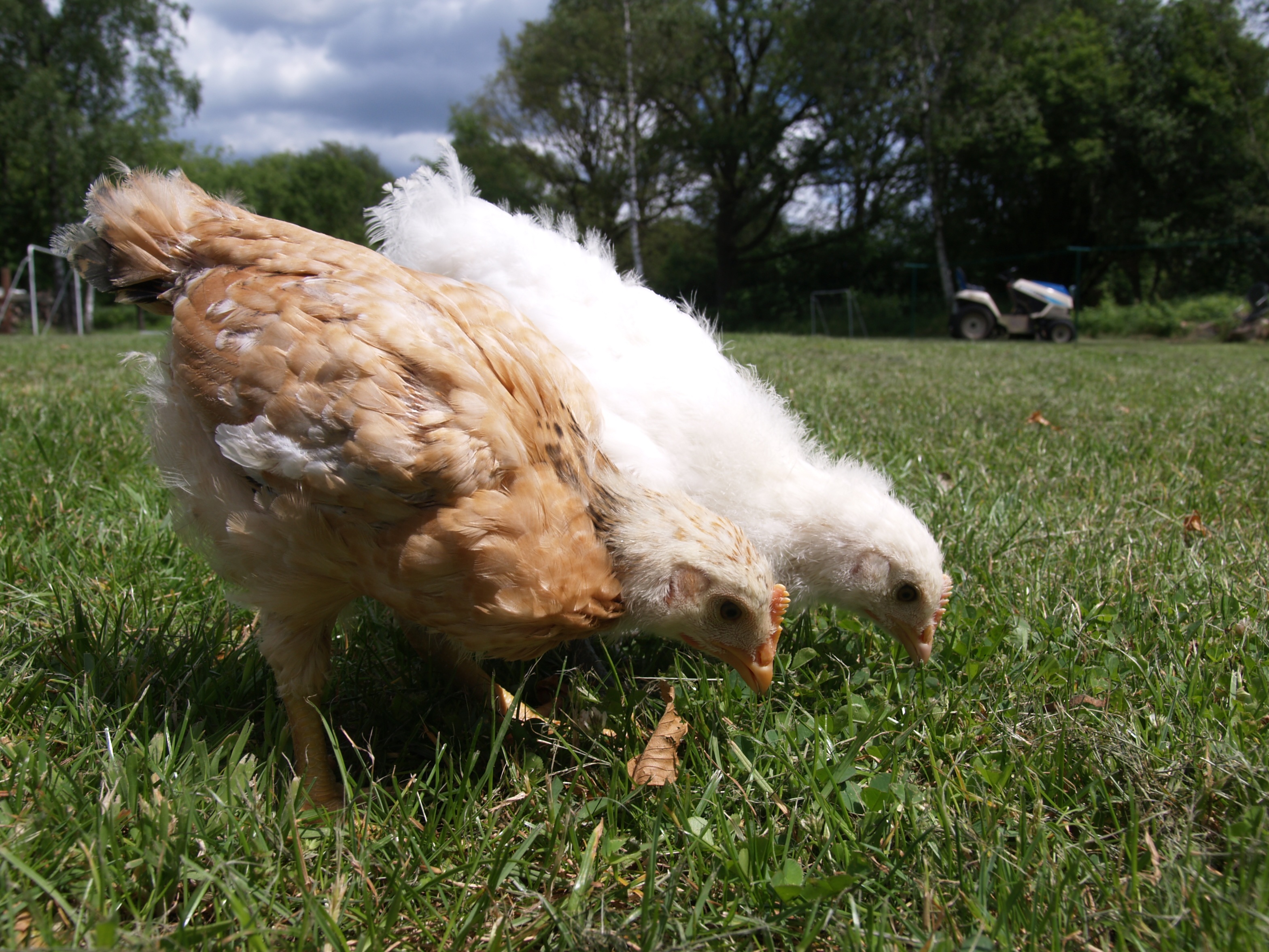 Chickens Chick free image download