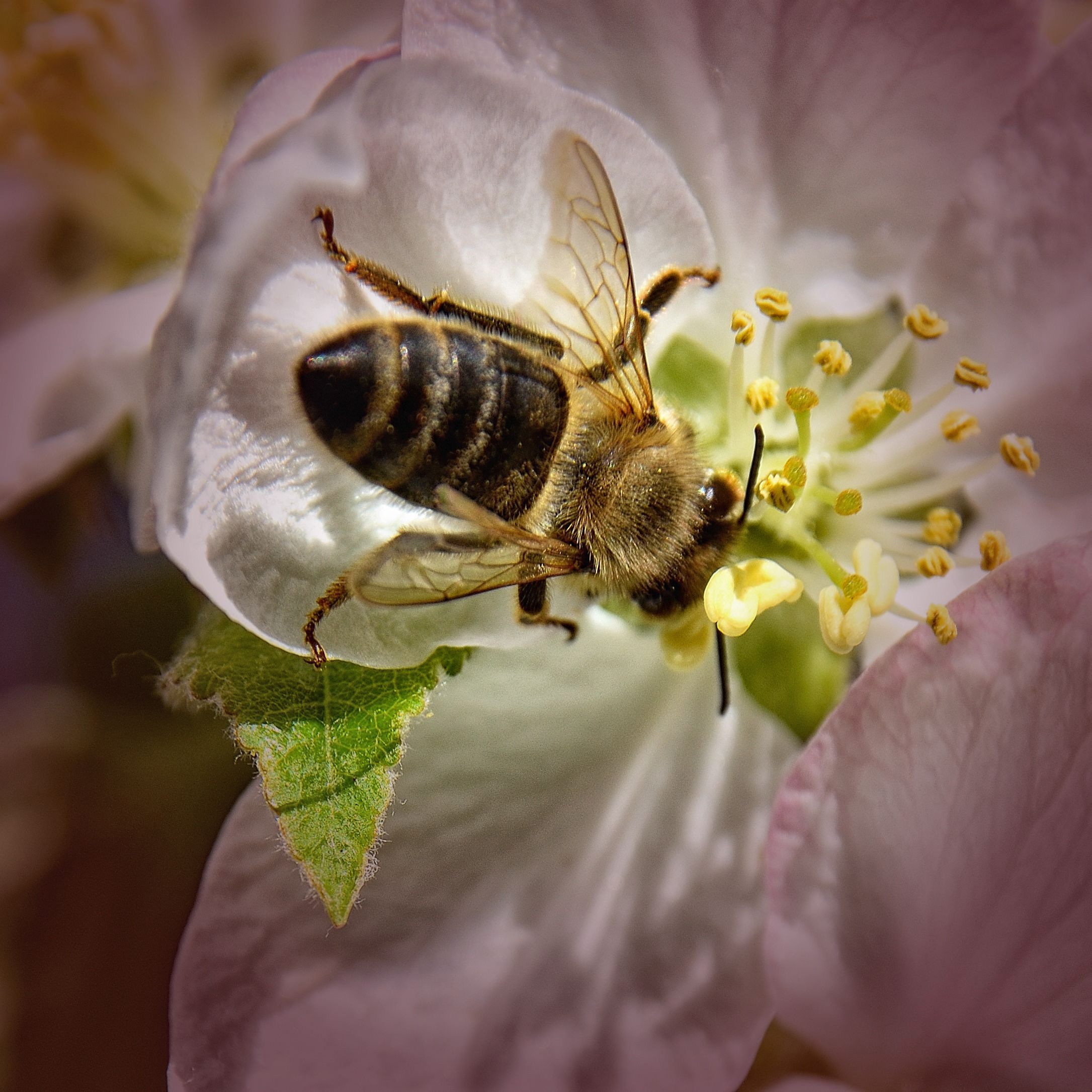 Bee Apple Tree Blossom Close Up free image download