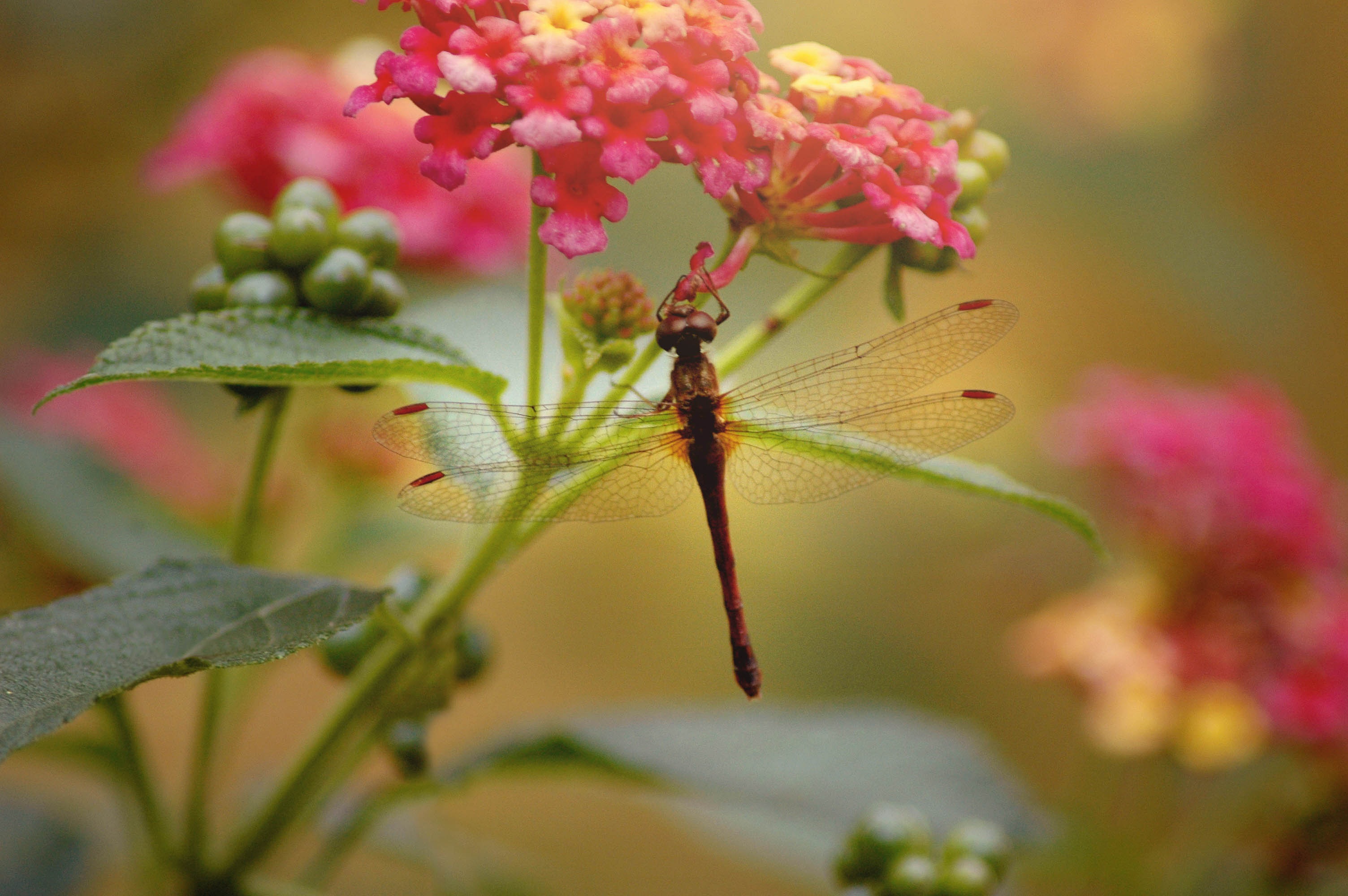 Dragonfly Nature Wings free image download