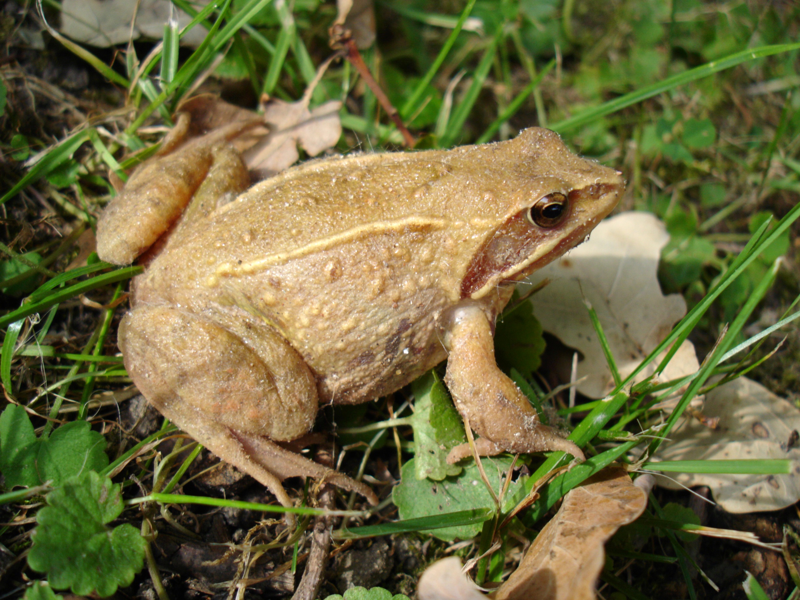 Toad Meadow Nature free image download