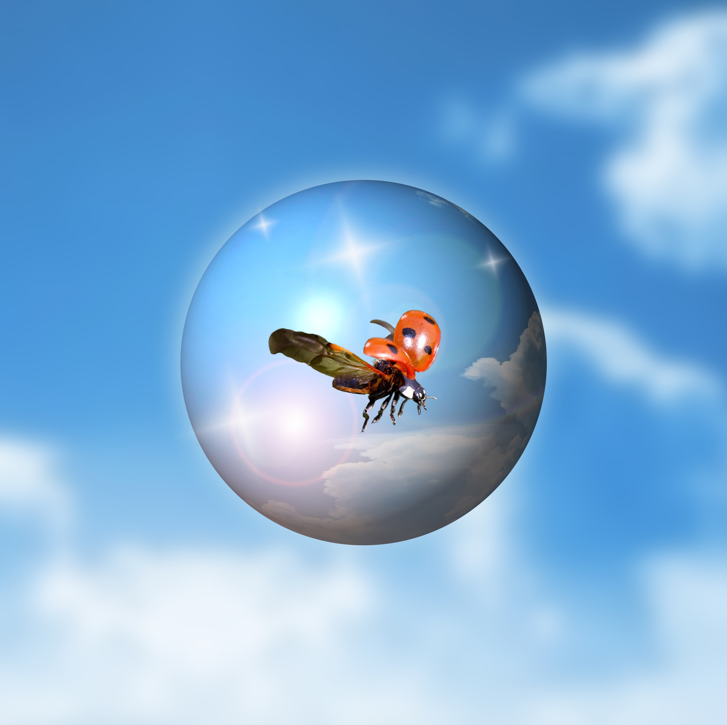 Ladybug marie beetle beetle free image download