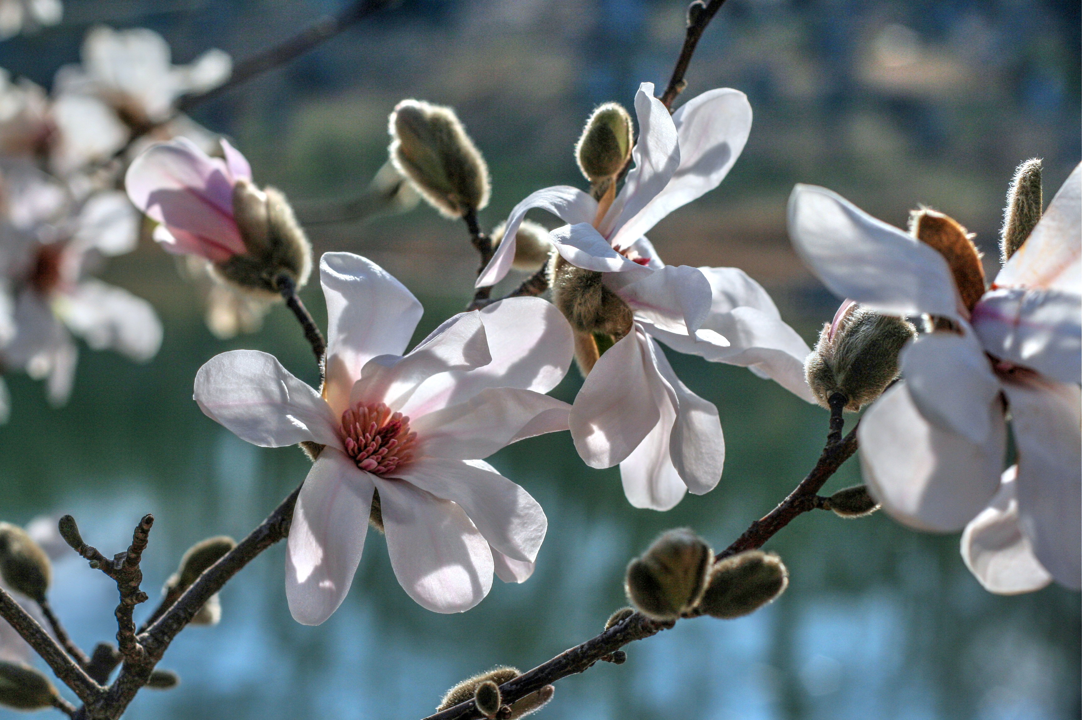 Spring Flowers Blooming branches free image download