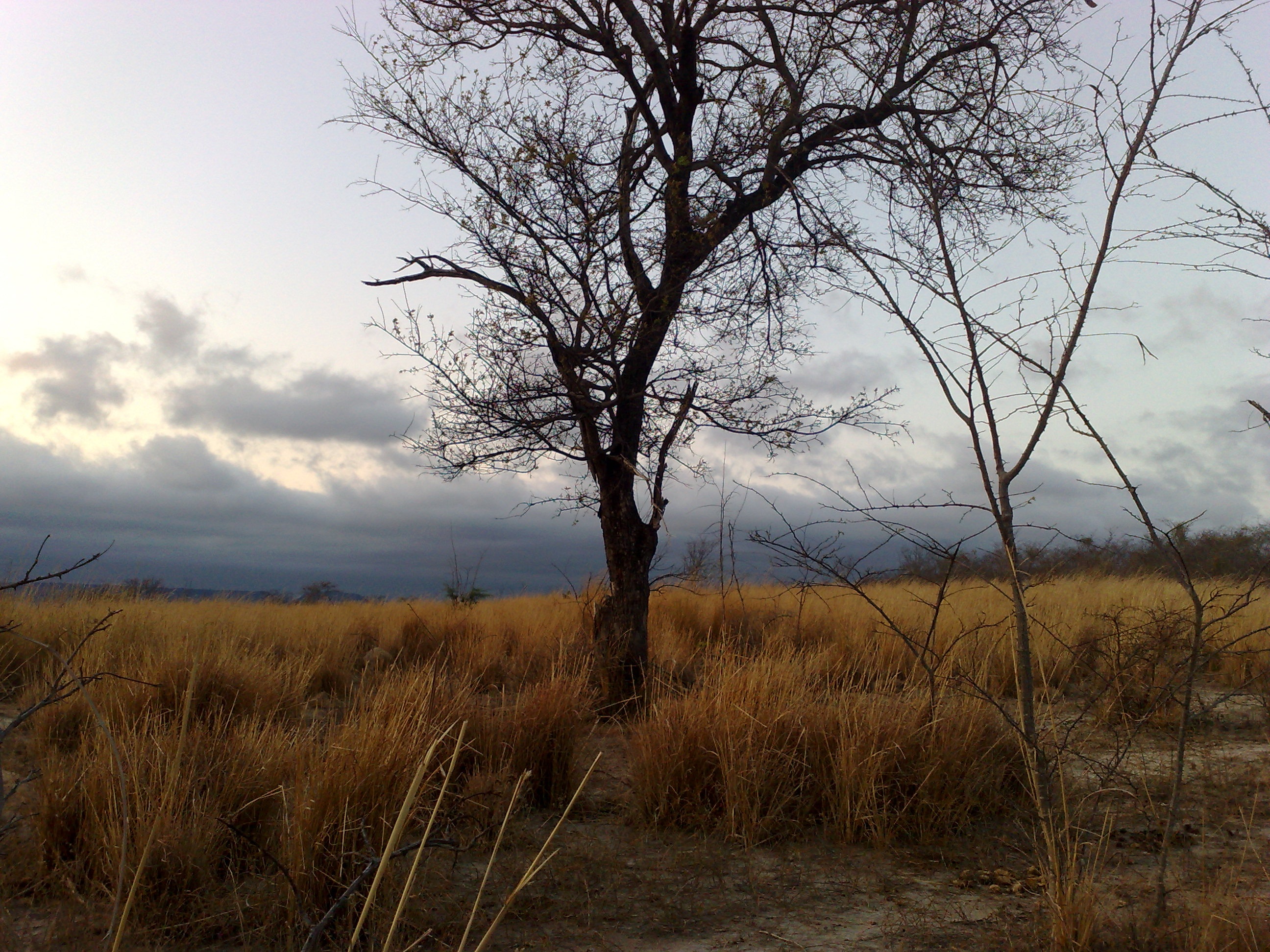 Tree Landscape Brazil free image download