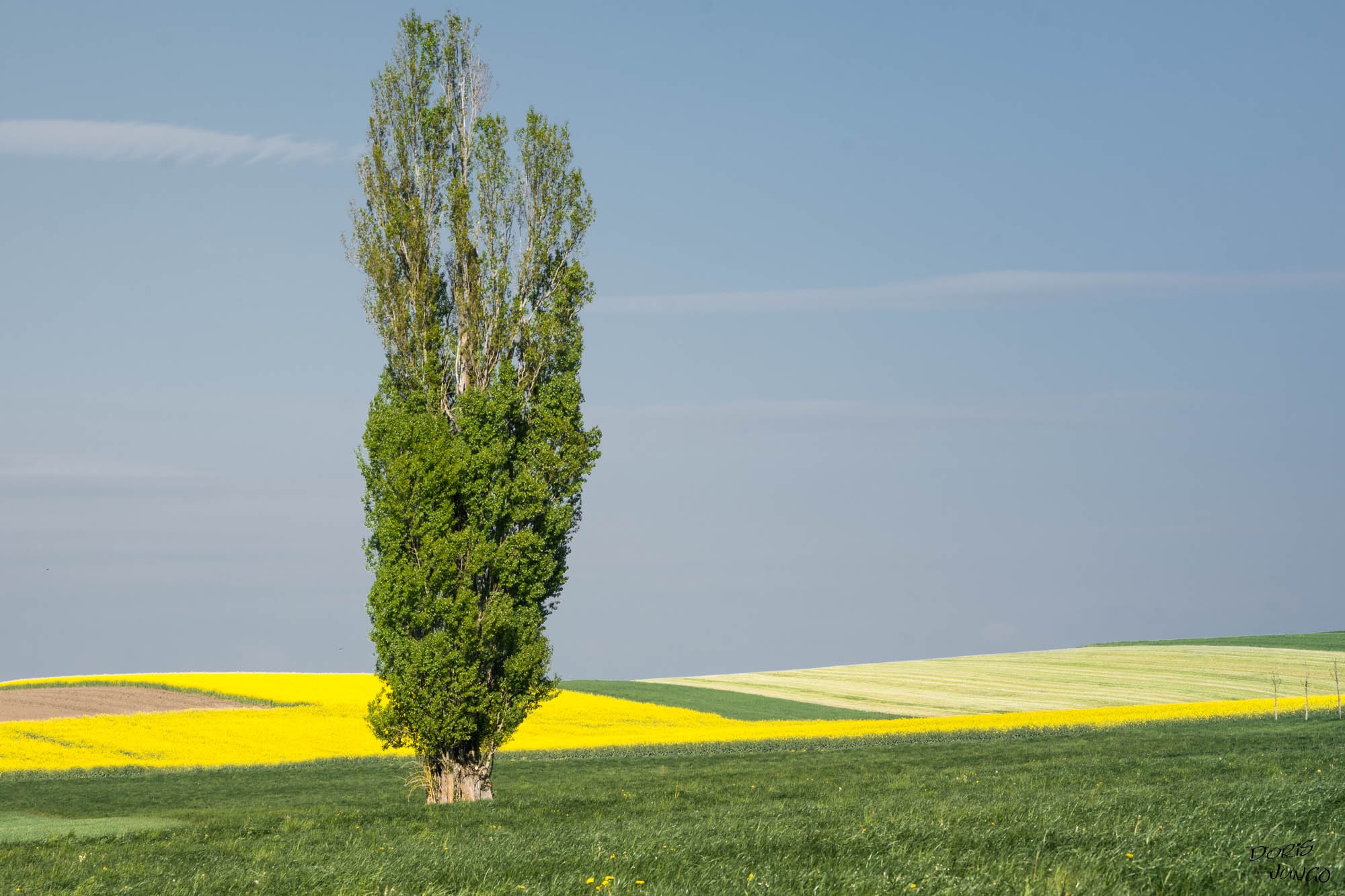 Poplar Tree Landscape free image download