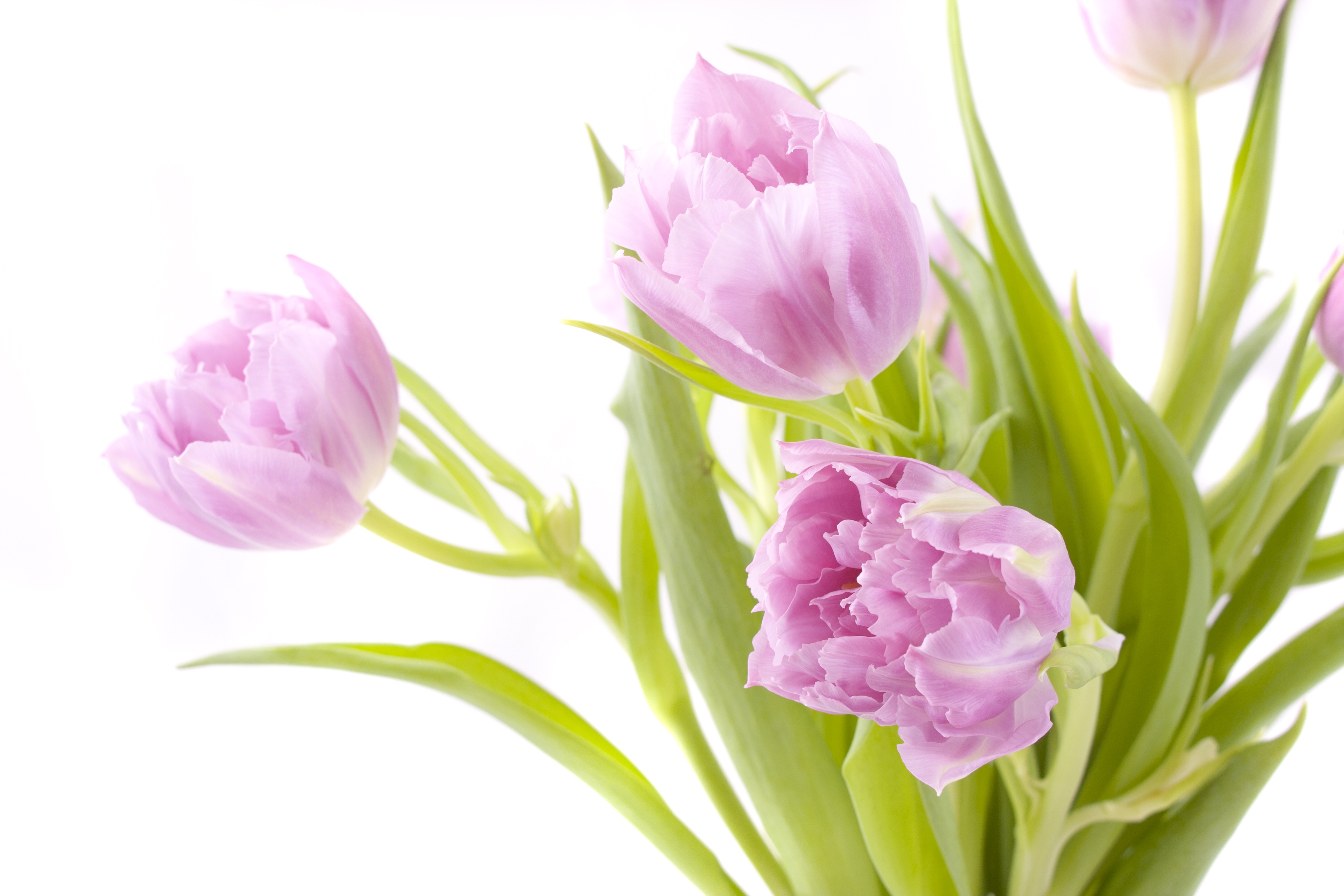 Flowers Tulips Spring free image download
