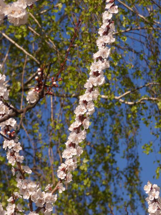 Spring April free image download