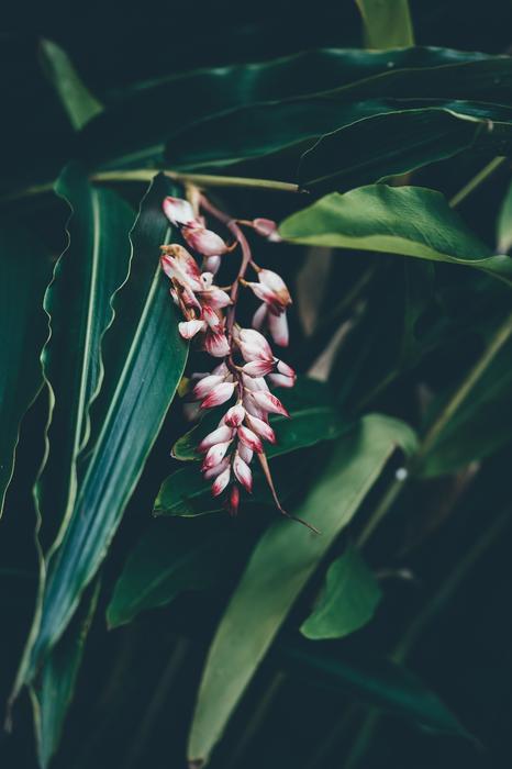 Blooming Botanical Close-Up free image download