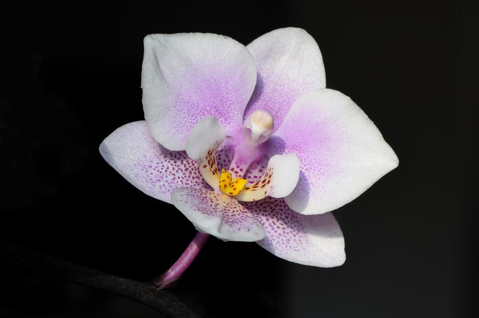 Orchid Flower Macro free image download