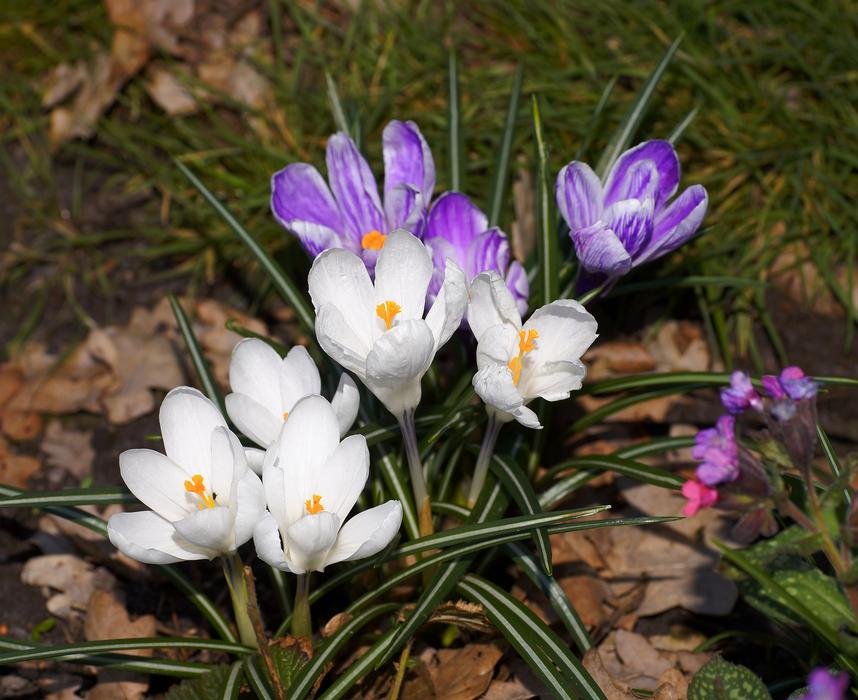 Crocus Flowers Spring free image download