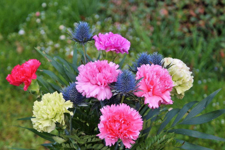Flower Cloves Blossom free image download