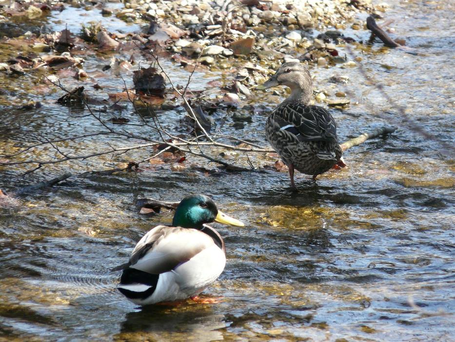 Duck Nature free image download
