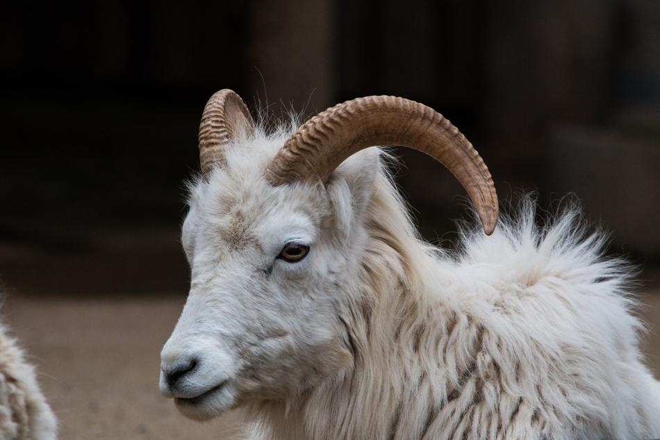 Charming Snow Sheep free image download