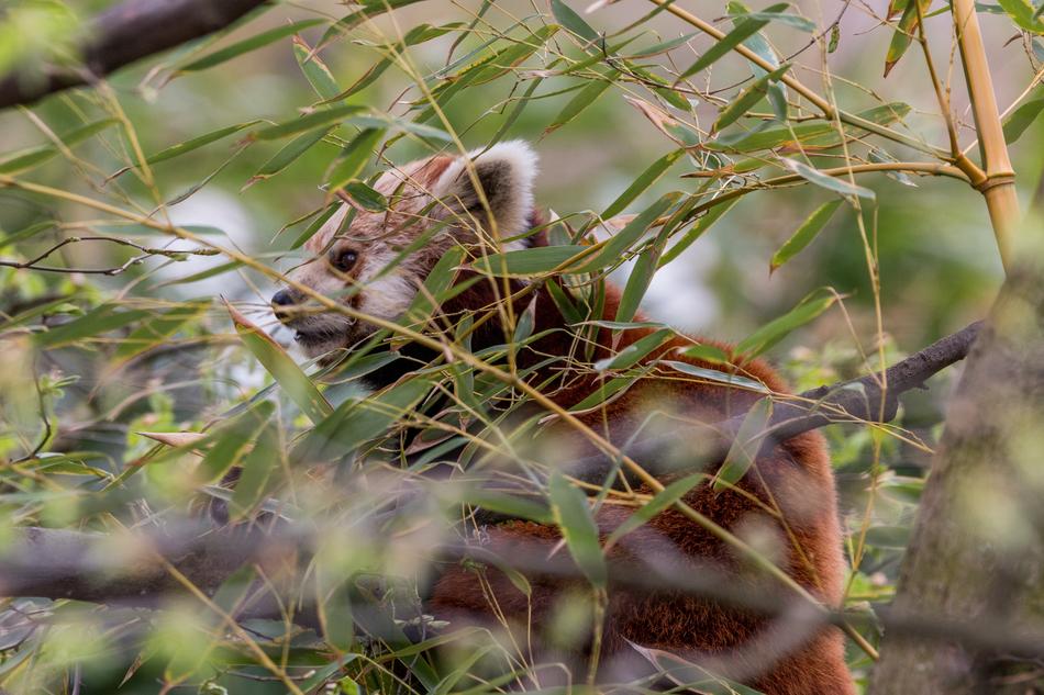 Panda Red Bear Cat Hiding free image download
