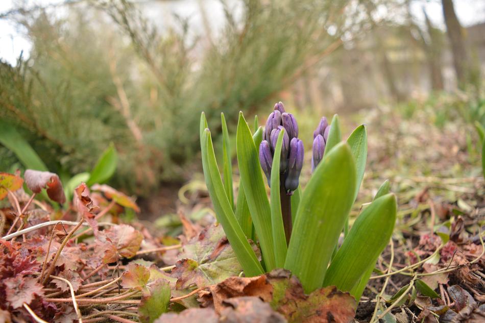 Spring Flower Nature free image download