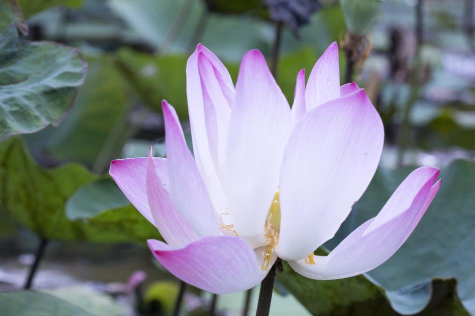 Flora Macro Lotus free image download
